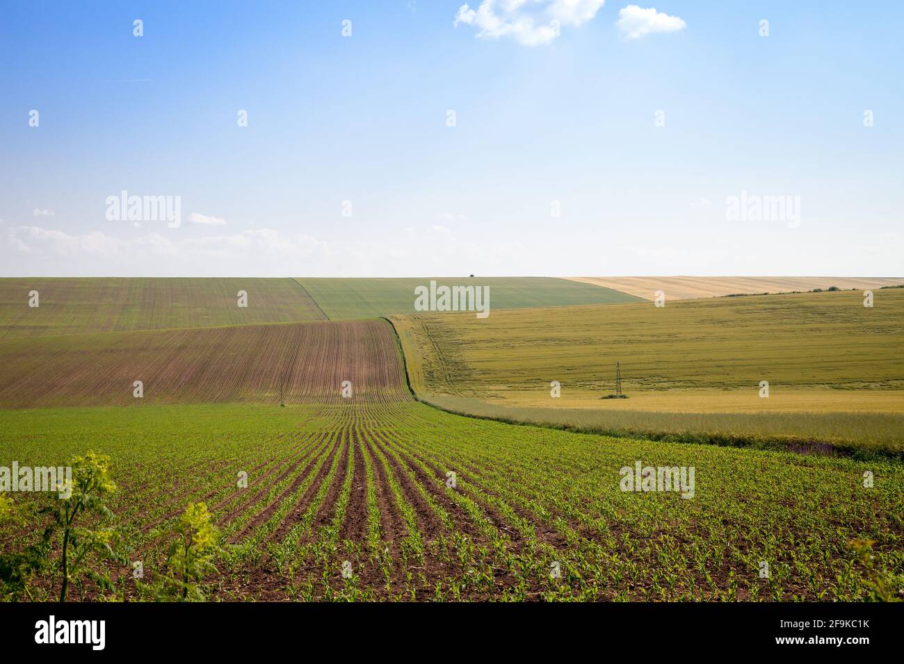Undulating land with wheat, tillage, corn and canola Stock Photo - Alamy