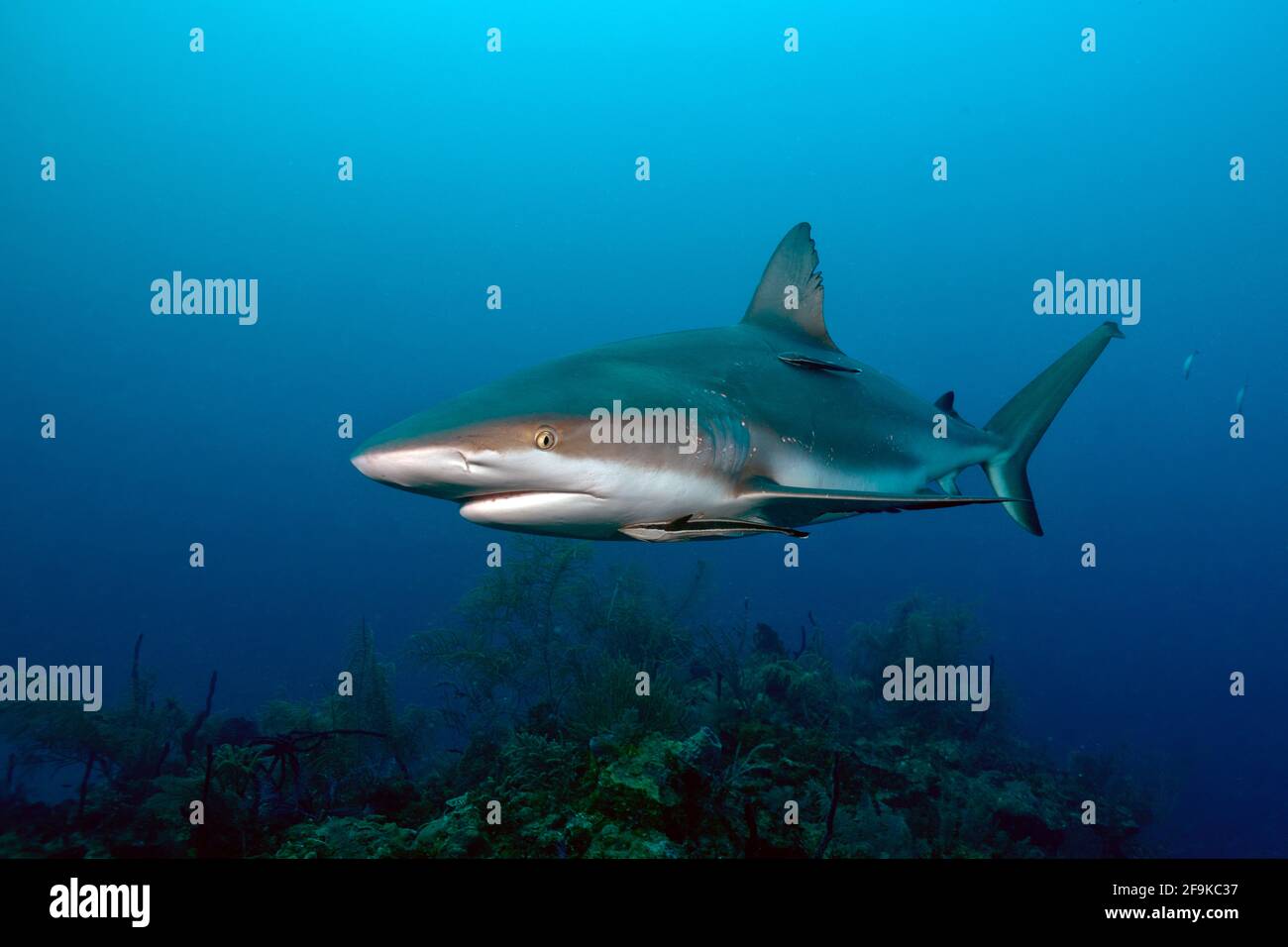 Caribbean reef shark in Cuba Stock Photo - Alamy