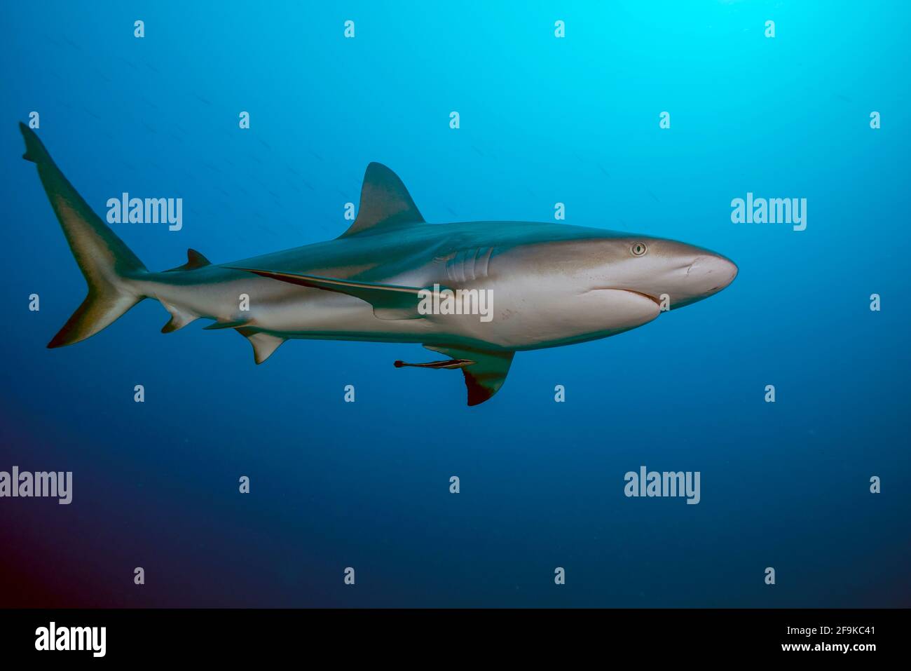 Silky shark, Carcharhinus falciformis, in Cuba of south coast ...