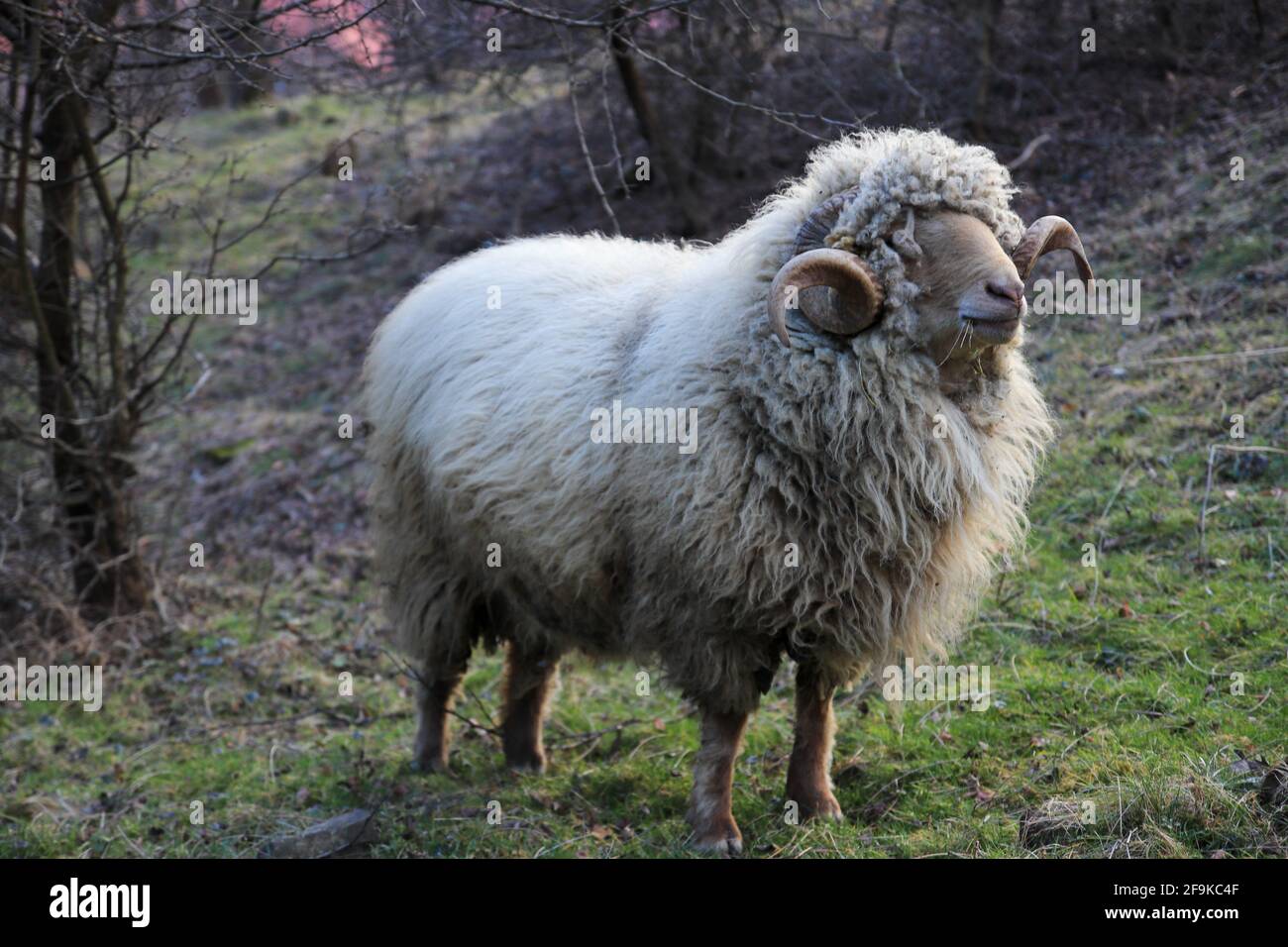 Full body view of a large male ram standing on a green grass field ...
