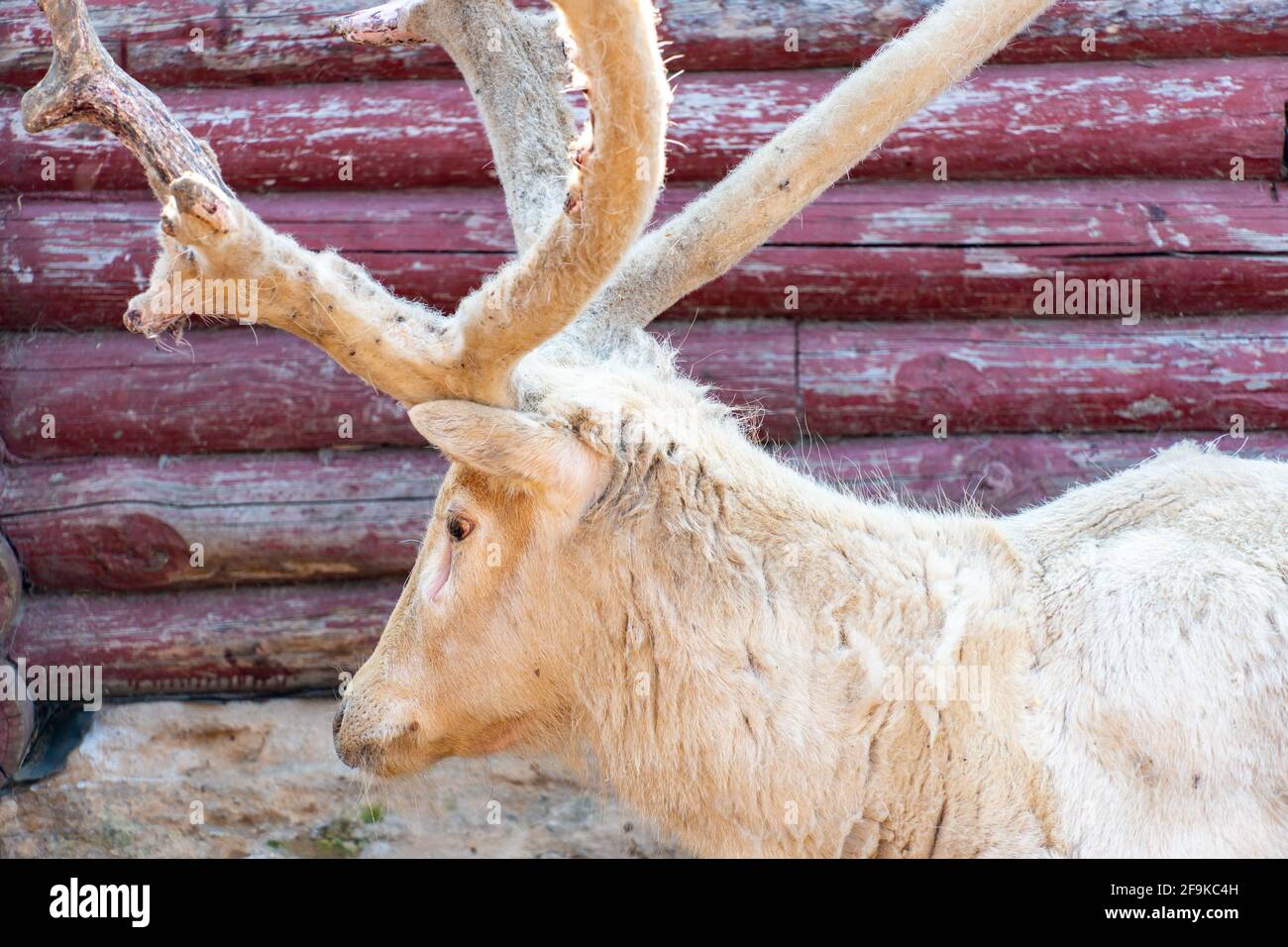 Hairy deer damaged antlers in spring. White old deer close-up. Deer ...