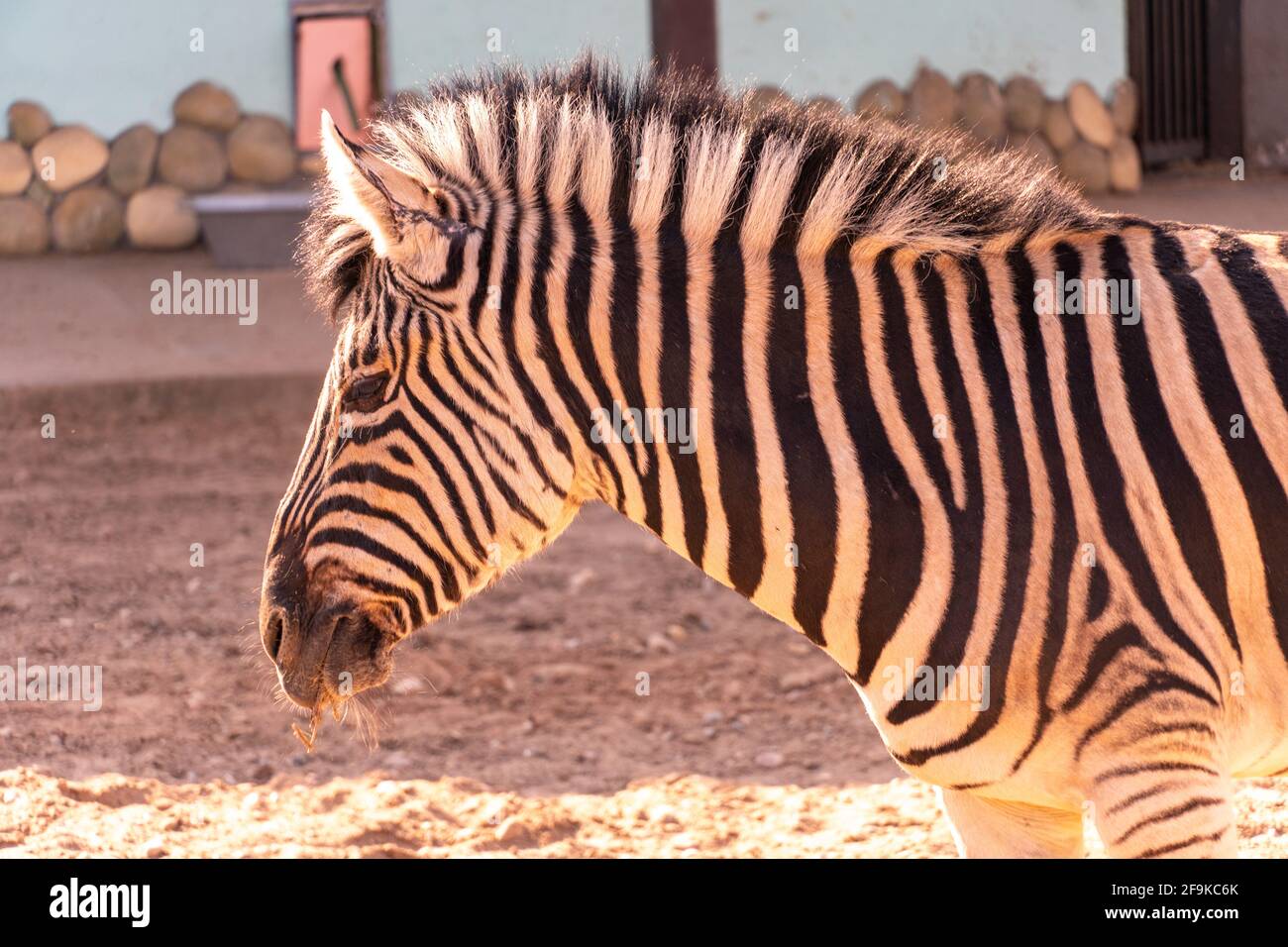 Hoofed animal hi-res stock photography and images - Alamy