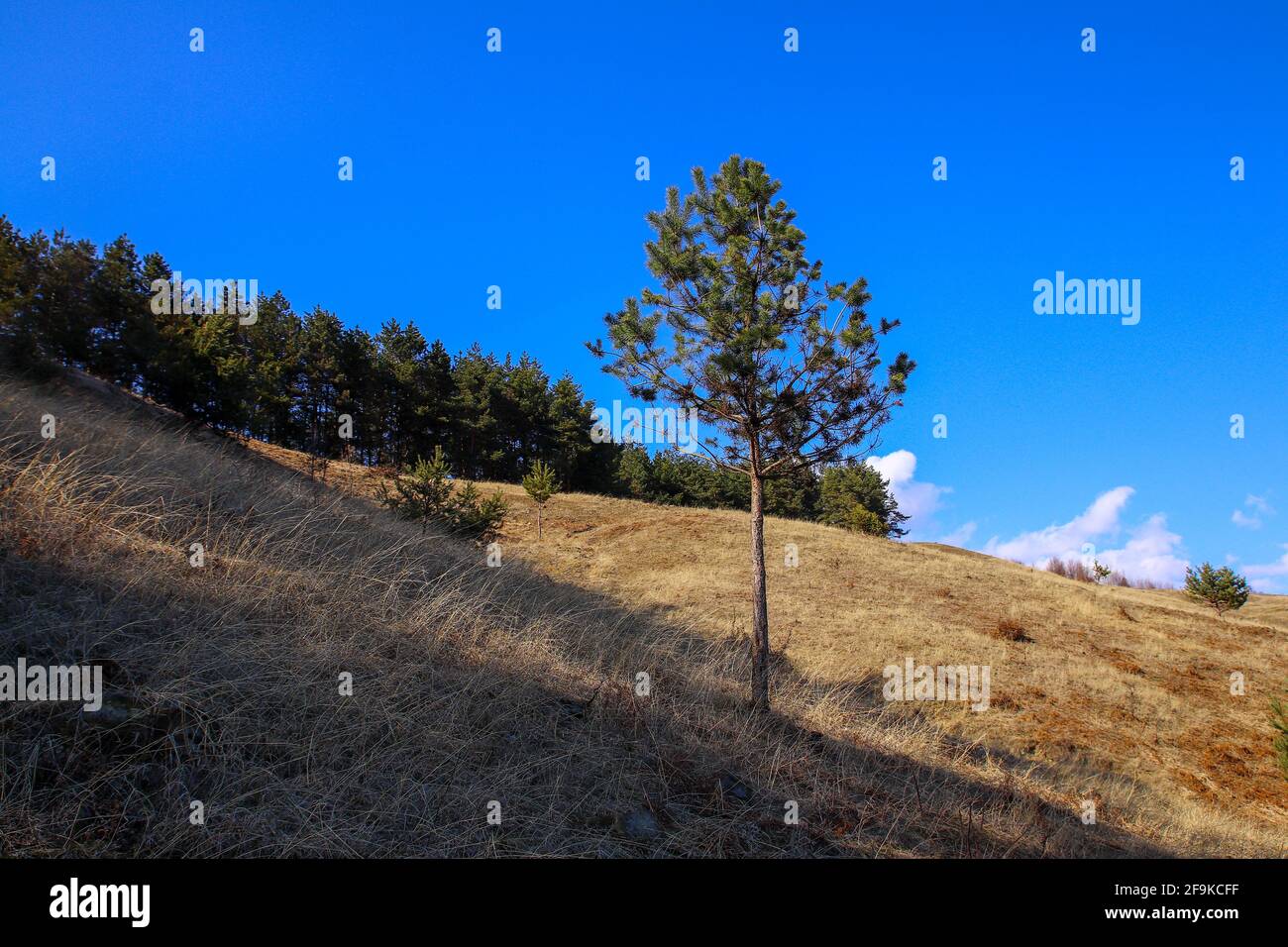 Singel tree with hi-res stock photography and images - Alamy