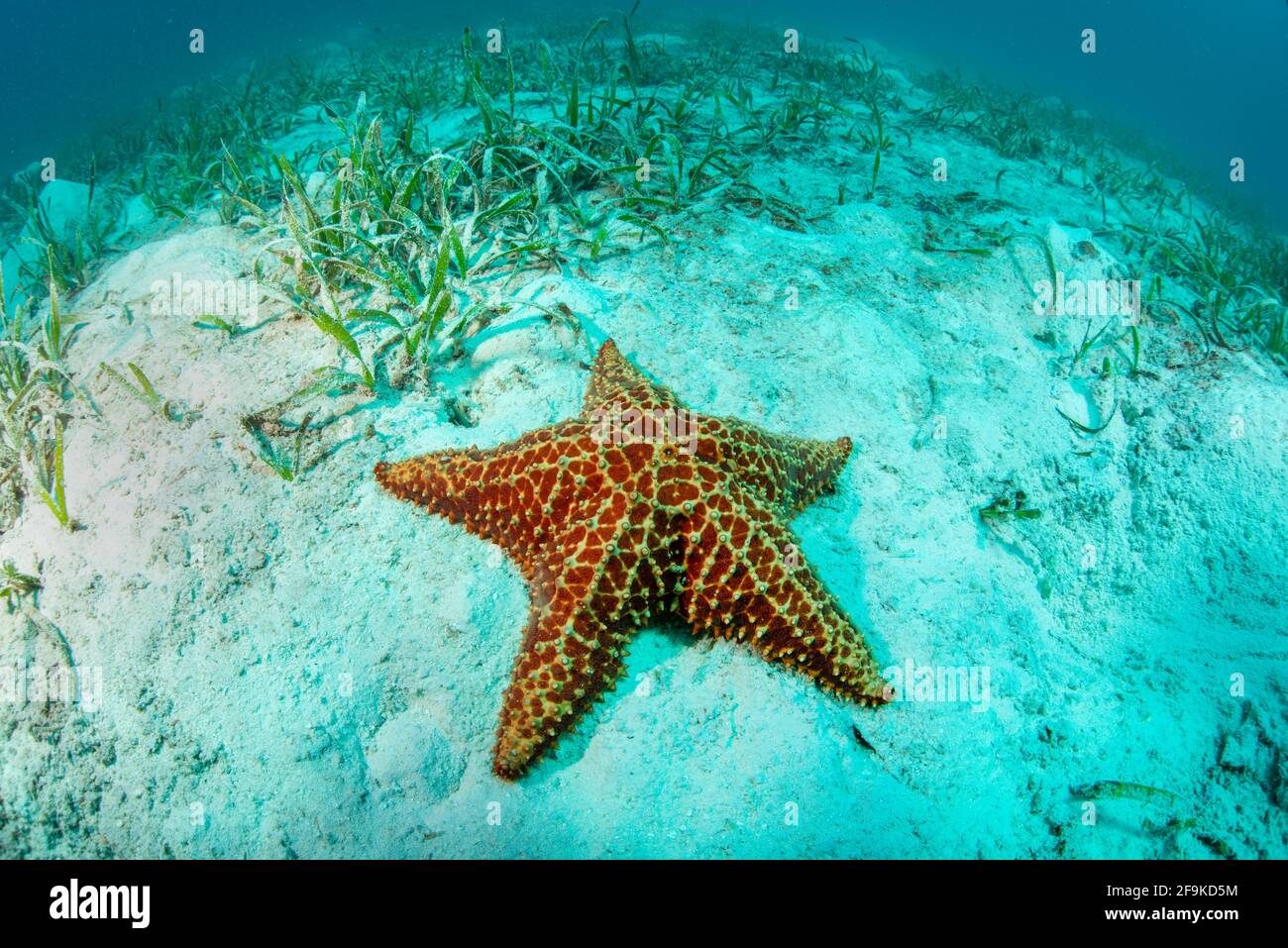 Sea star in eel grass off south coast of Cuba, Caribbean Sea Stock ...