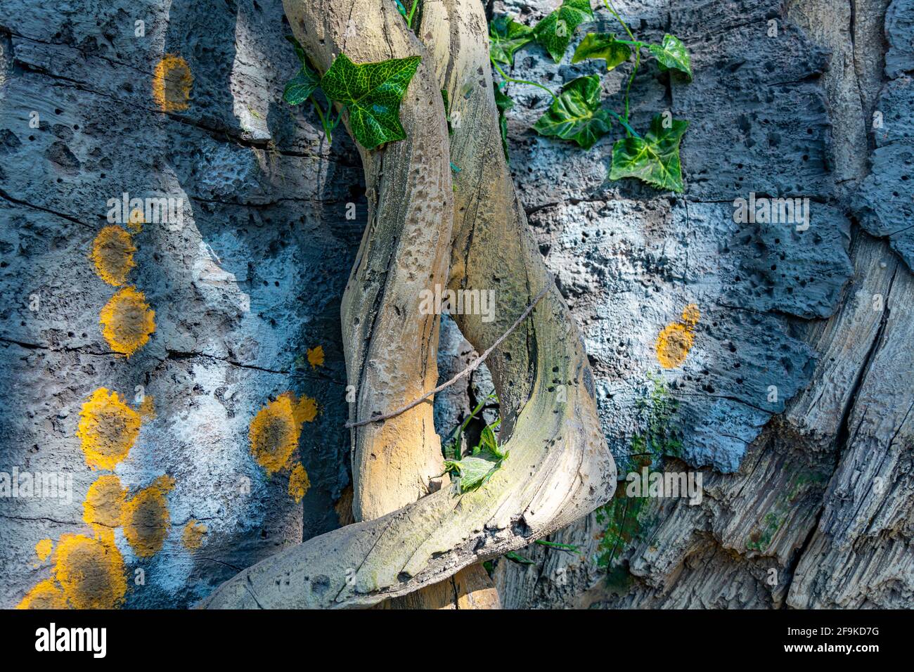 Tropical background, jungle texture and stone rock with lianas in ...
