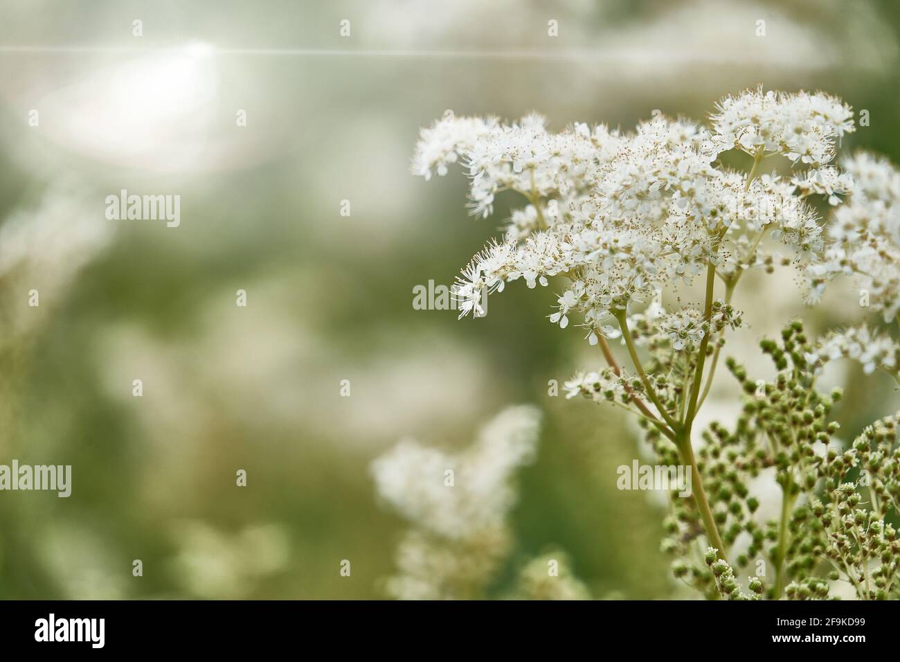White meadow chervil (Anthriscus sylvestris) on a blurred background ...