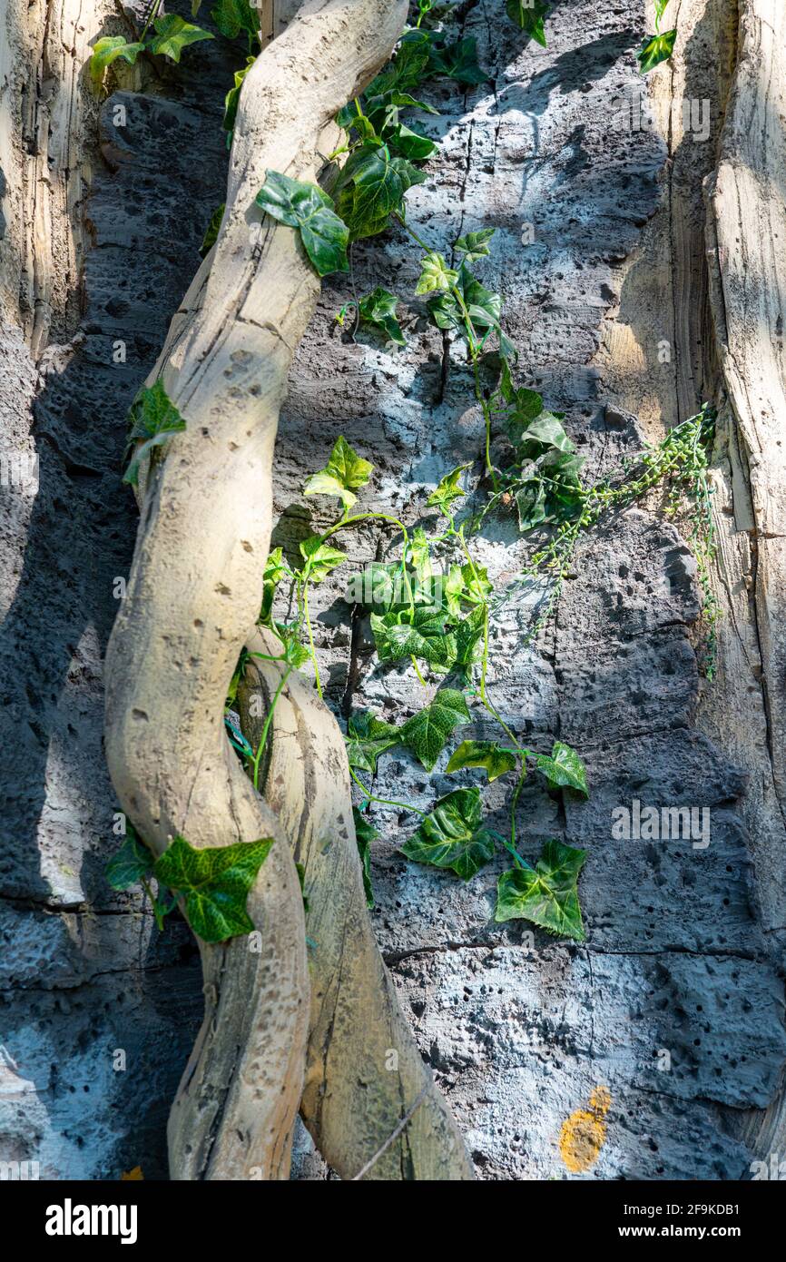 Tropical background, jungle texture and stone rock with lianas in ...