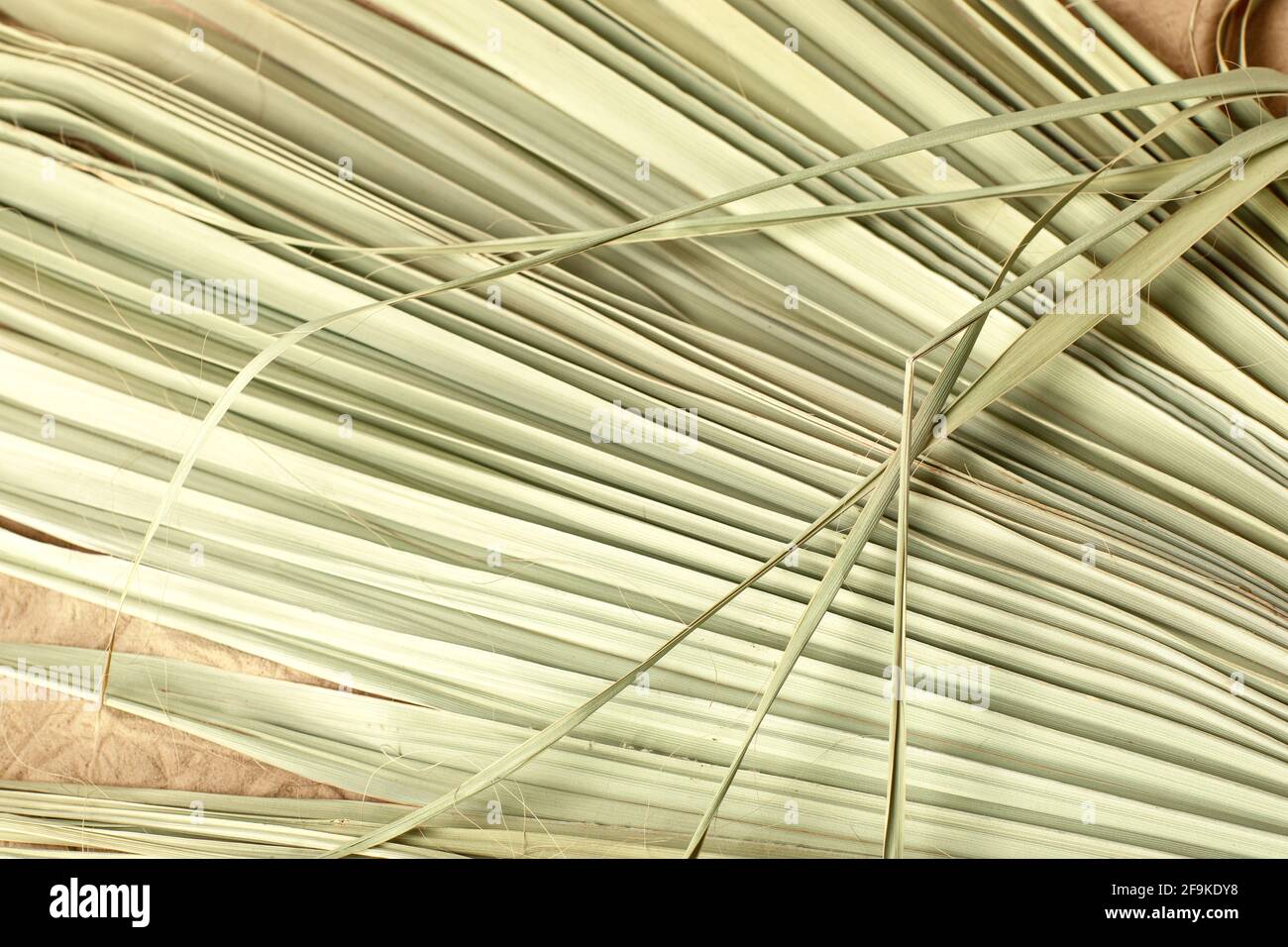 Abstract palm leaf on beach sand holiday seaside background in earth ...
