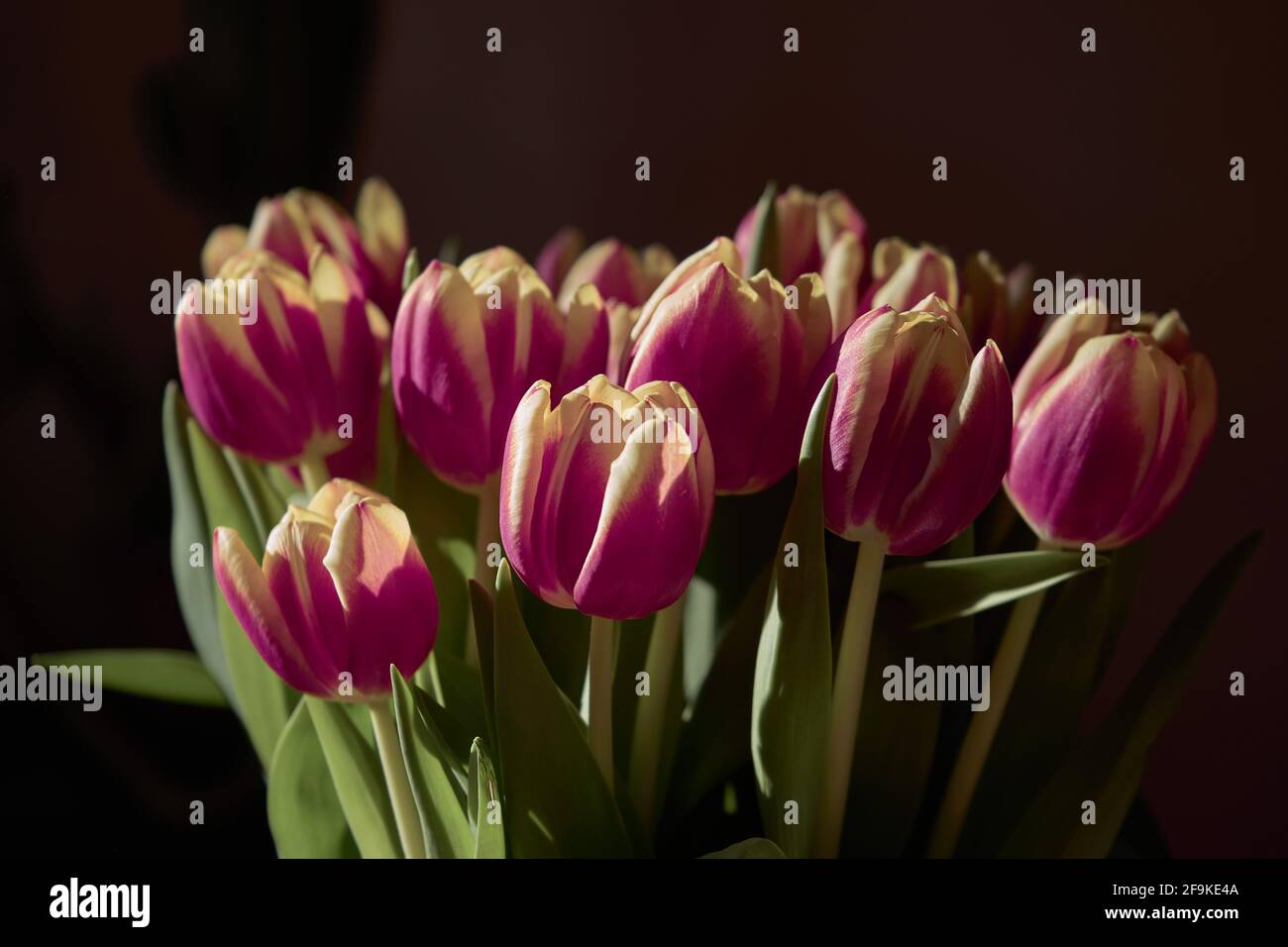 Tulpen, Strauß in Vase Stock Photo - Alamy