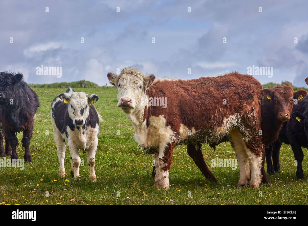 Herd of cows and calves Inquisitive Limousin, on a ranch of Ireland ...