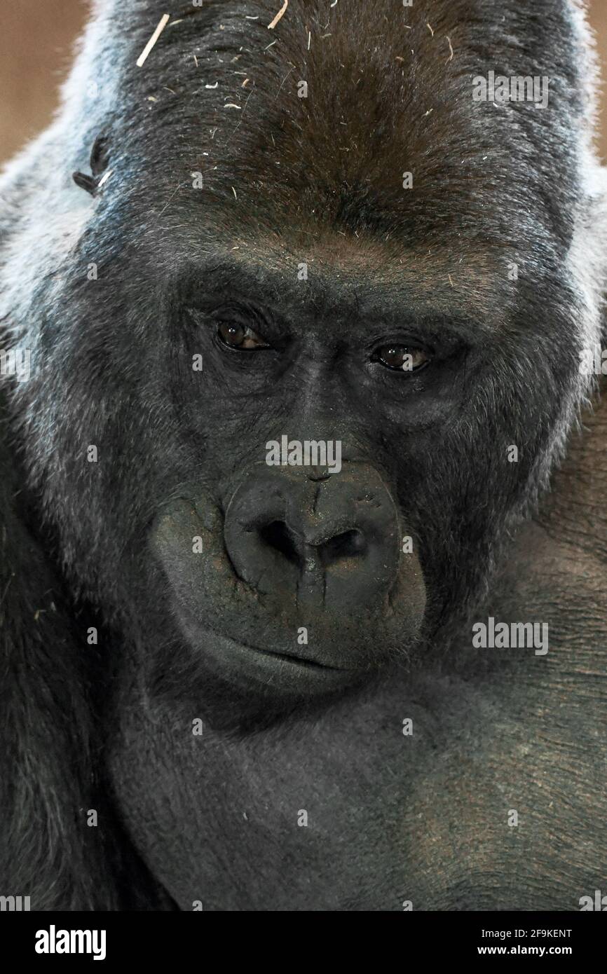 Western lowland gorilla closeup Gorilla gorilla gorilla critically ...