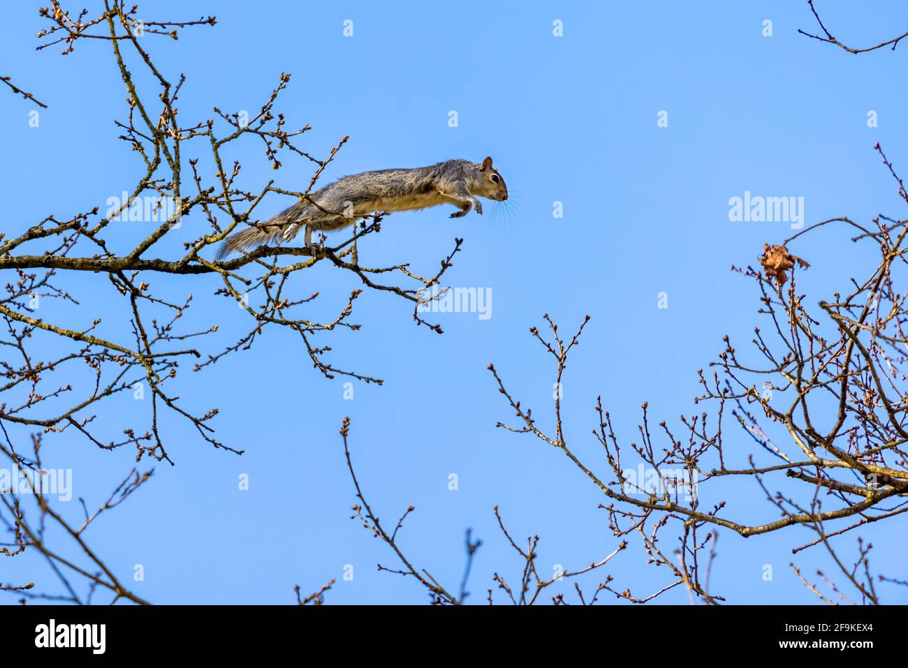Squirrel jumping from tree tree hi-res stock photography and images - Alamy