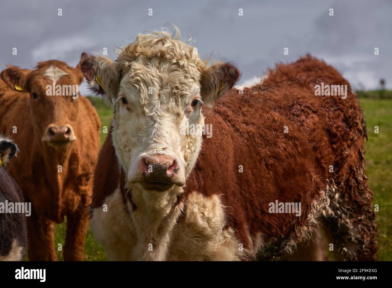 Herd of cows and calves Inquisitive Limousin, on a ranch of Ireland ...