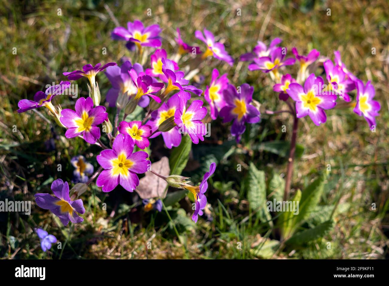 A group of magenta Primroses flowering in the spring sunshine Stock ...
