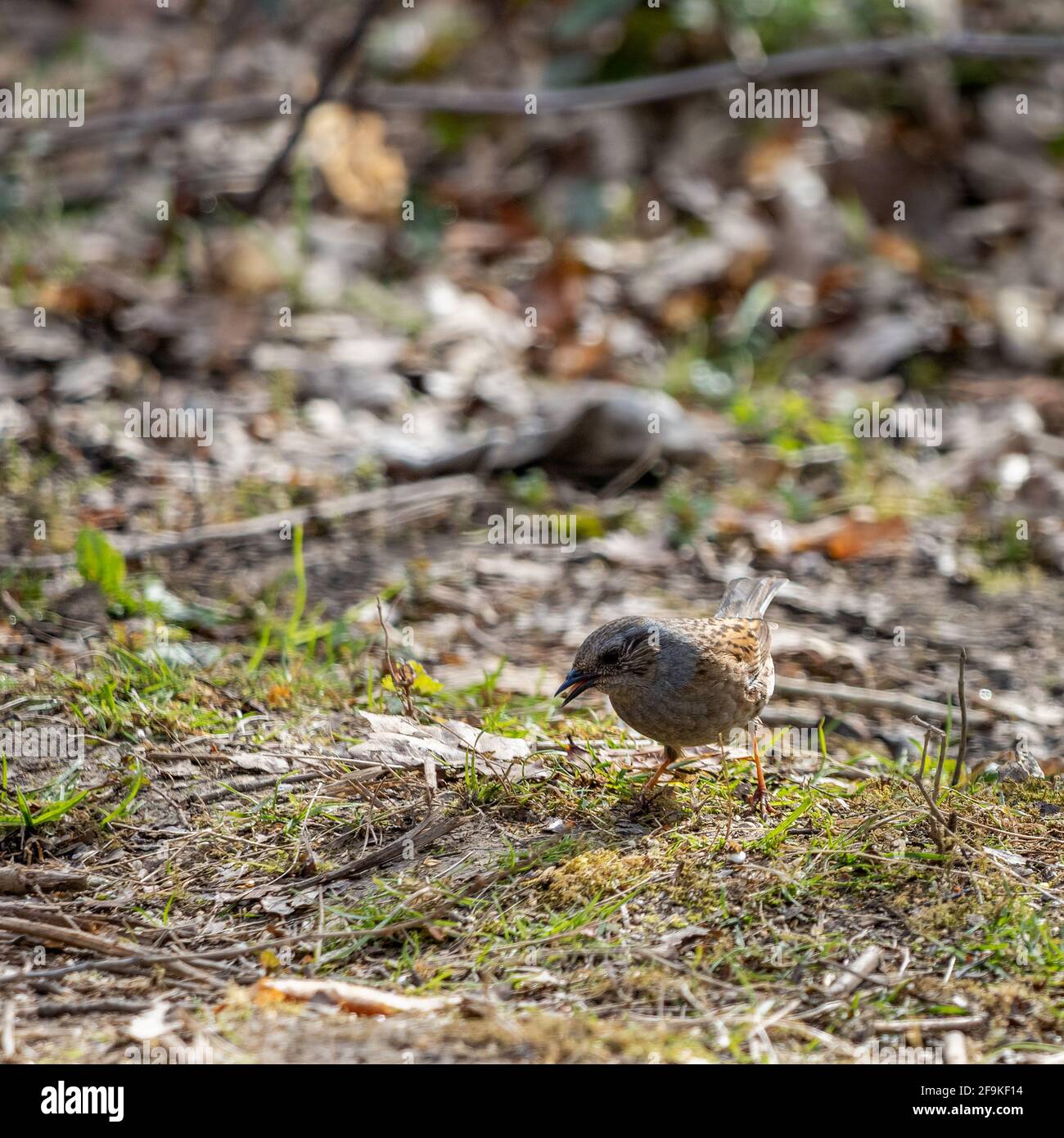 Dunnock (Hedge accentor) on the canopy floor Stock Photo - Alamy