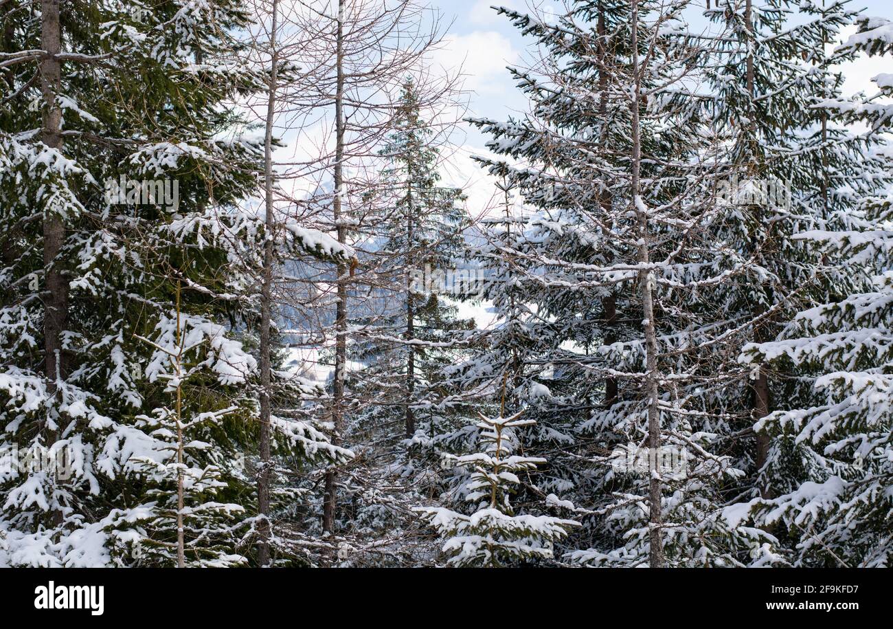 The first snow covers the fir trees Stock Photo - Alamy