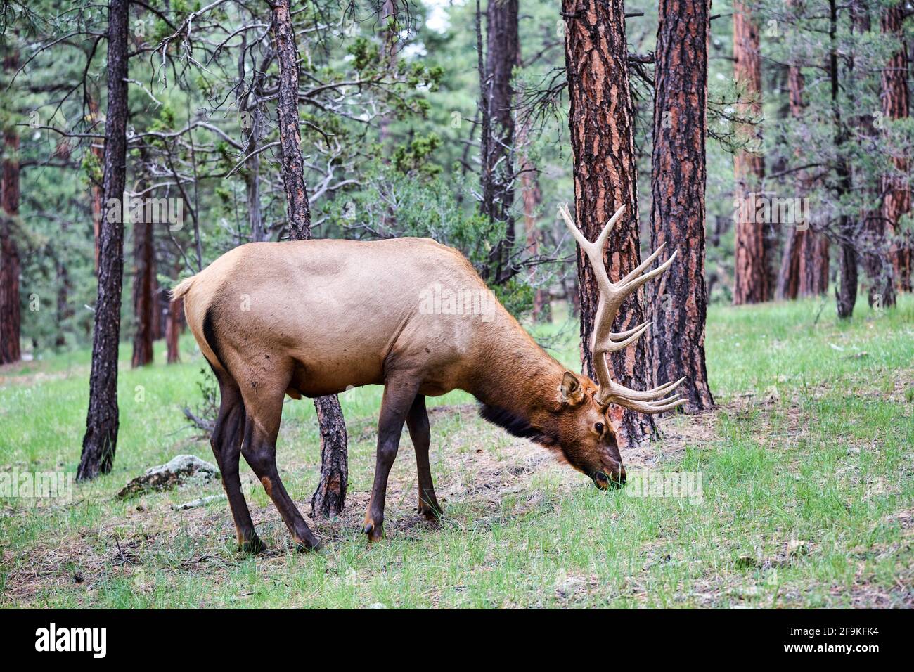 Temperate Deciduous Forest Deer