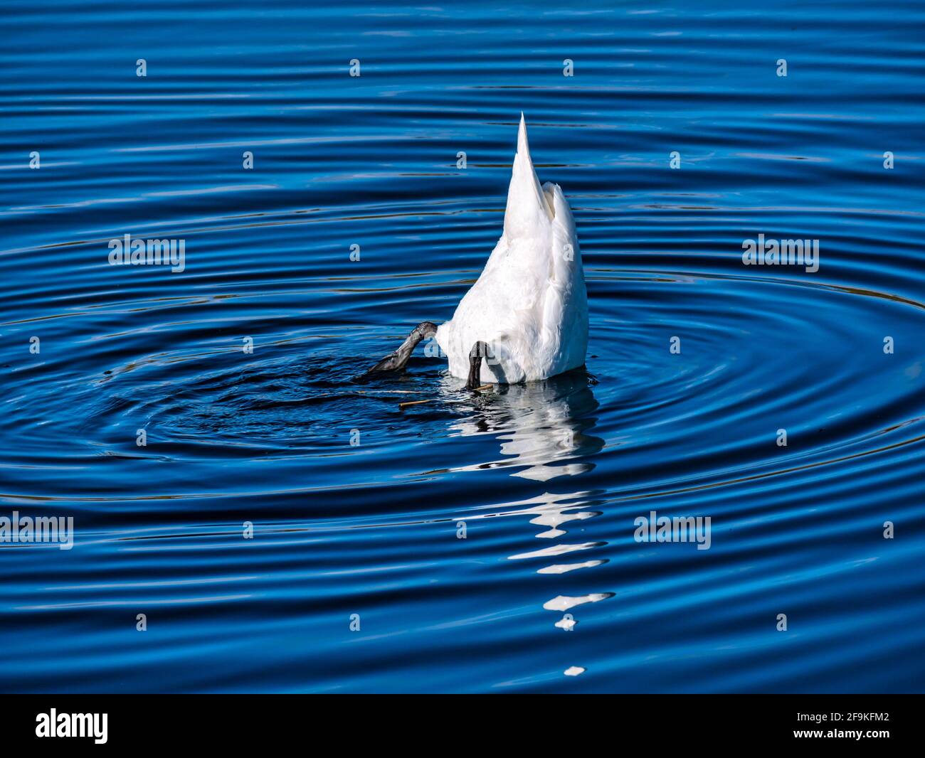 A male mute swan (Cygnus olor) diving in a reservoir in sunshine ...