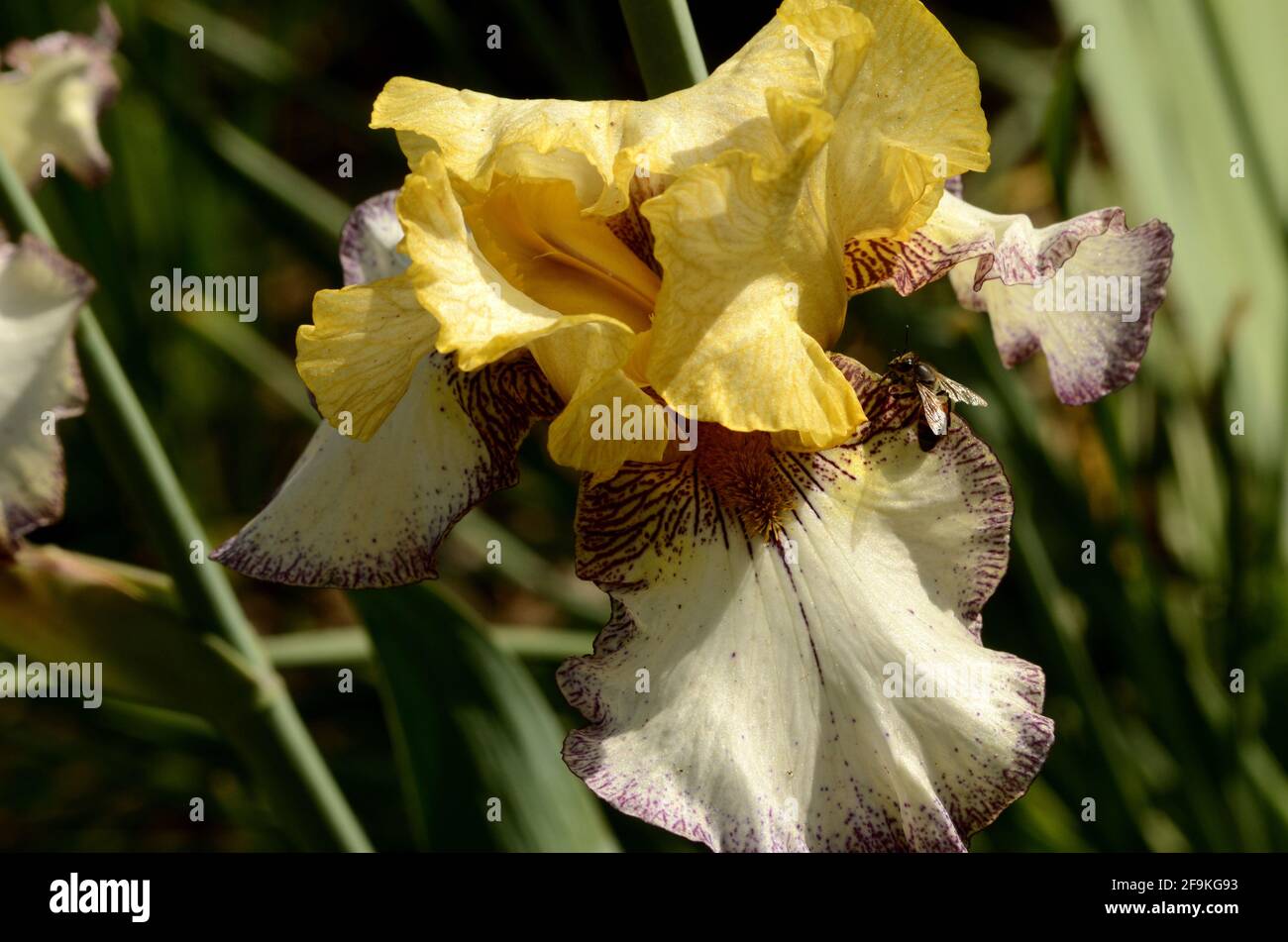 Ruffled white petal edges hi-res stock photography and images - Alamy