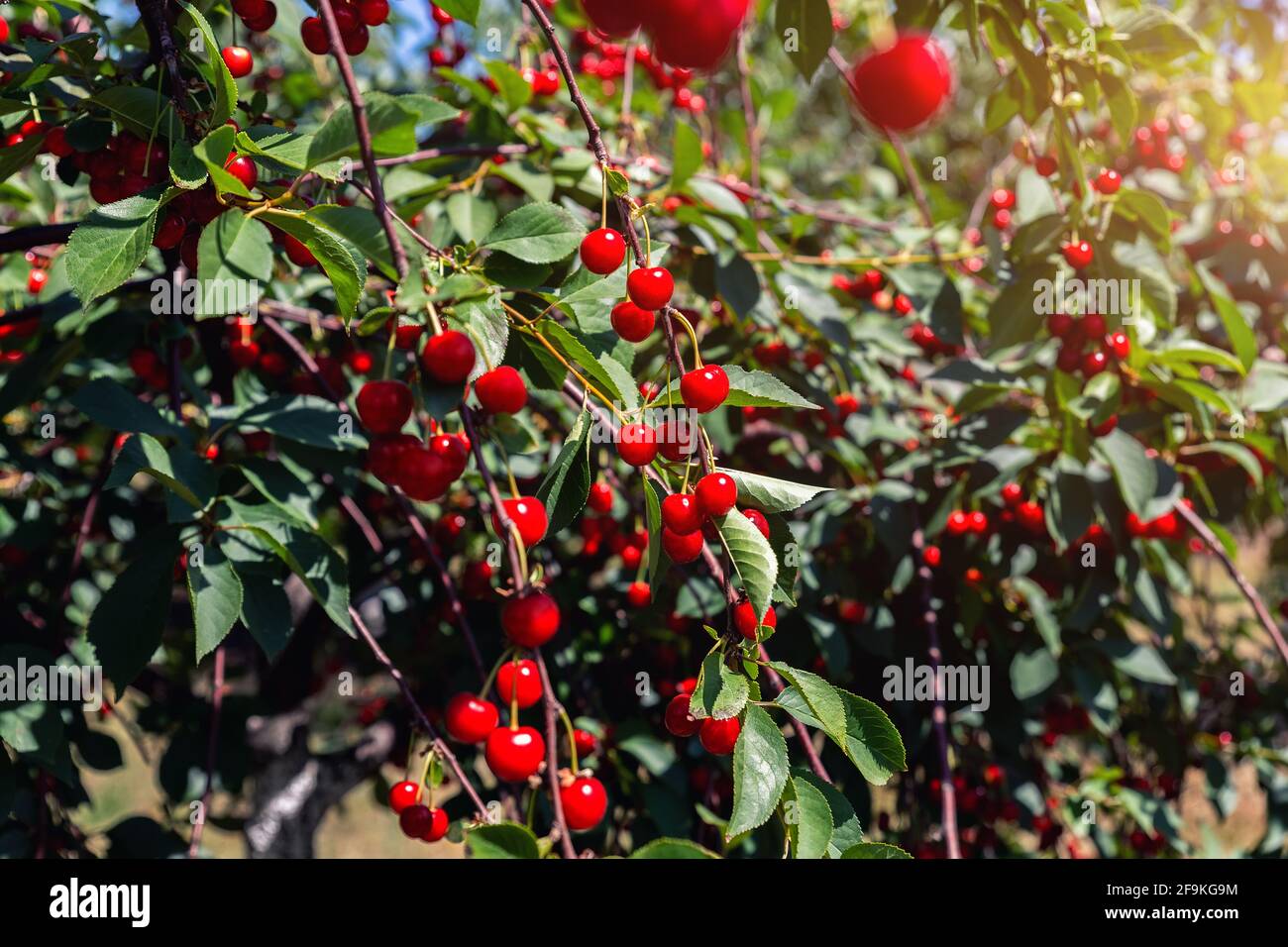 Detail of many fruit trees with green leaves twig and many red ripe ...