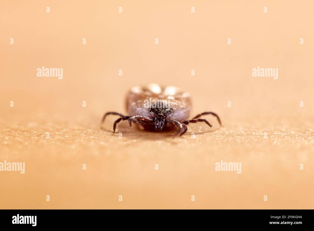 Engorged Tick High Resolution Stock Photography and Images - Alamy