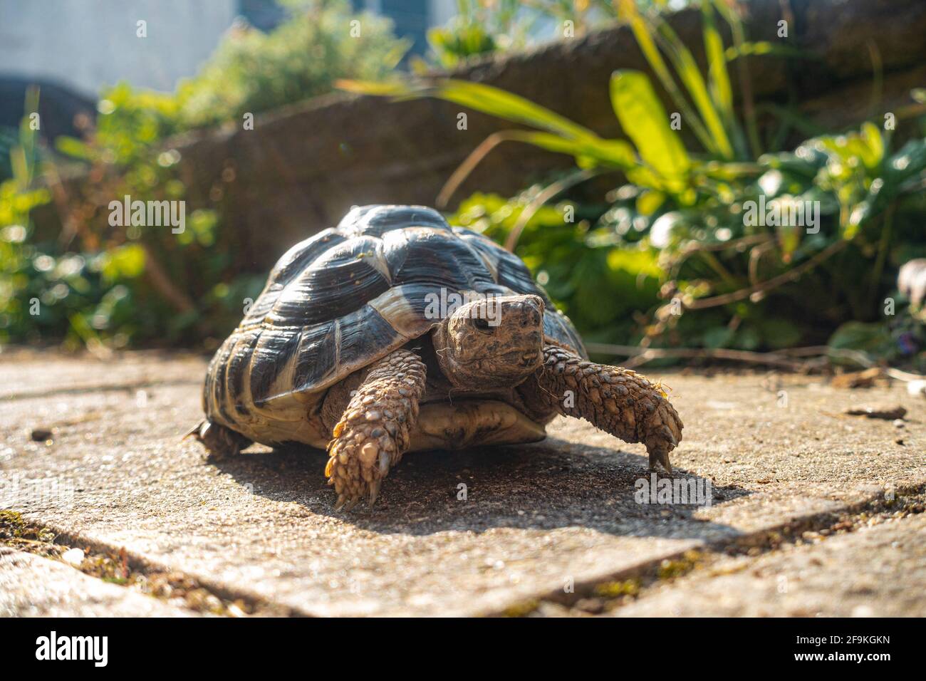 A pet Hermann Tortoise on a garden patio in the sun Stock Photo - Alamy