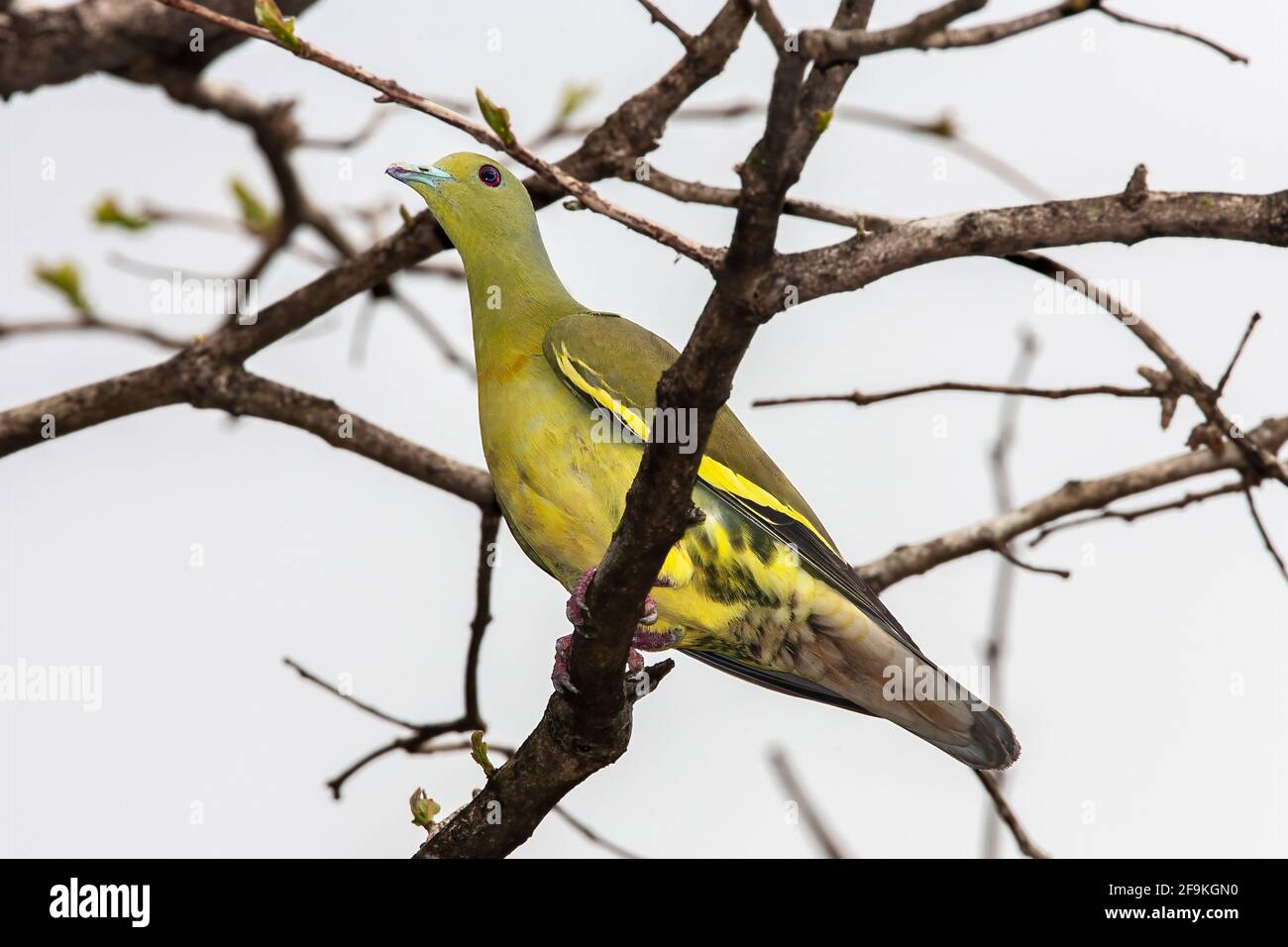 grey-fronted green pigeon, Treron affinis, single adult perched in tree ...