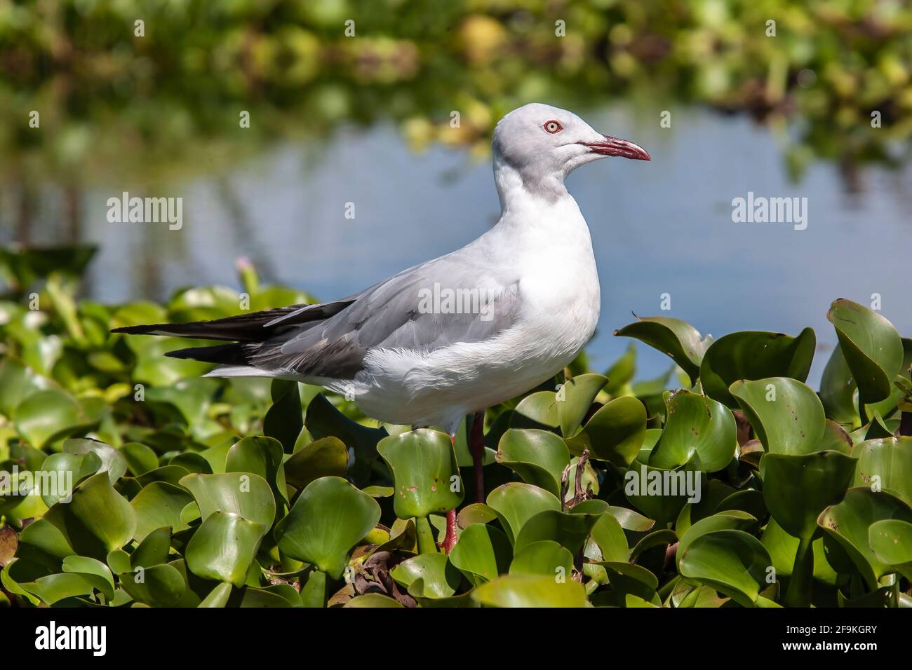 grey-headed gull, Chroicocephalus cirrocephalus, single adult in summer ...