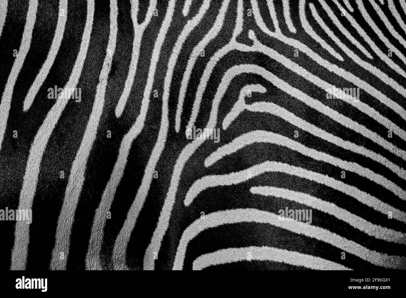 extreme close-up of the striped fur of a zebra Stock Photo - Alamy