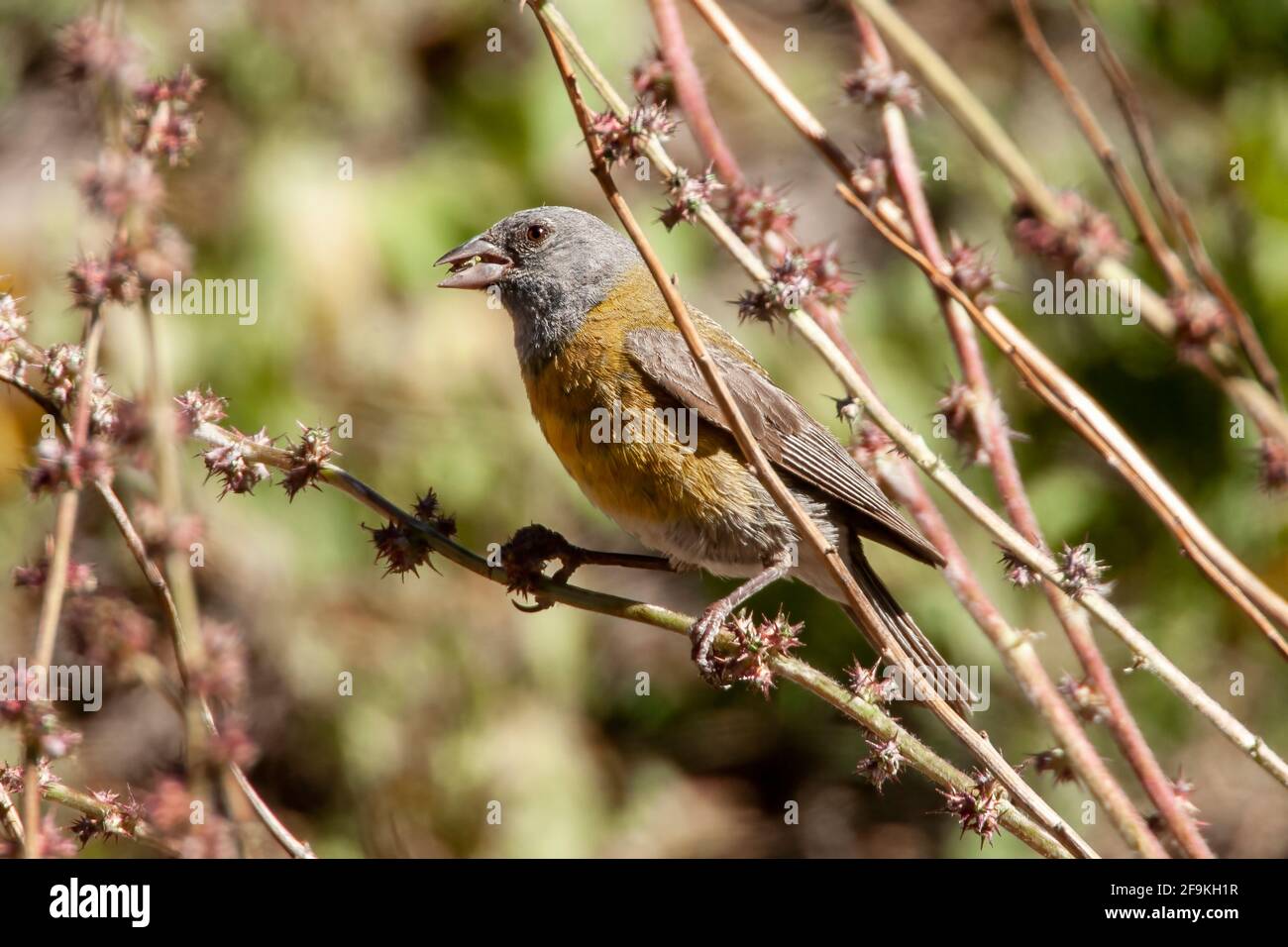 Grey hooded sierra finches hi-res stock photography and images - Alamy