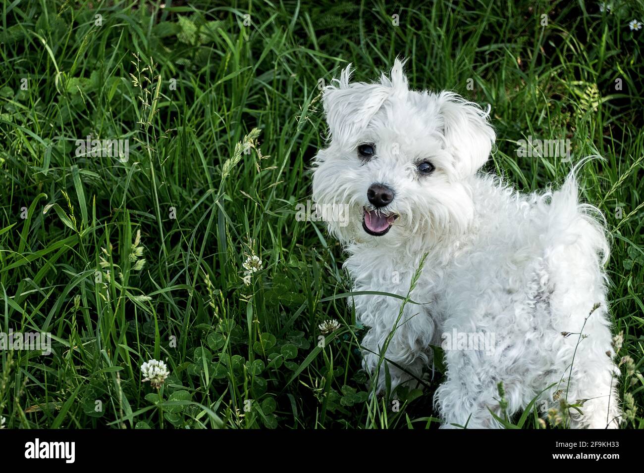 little maltese dog standing in the grass waiting to play Stock Photo ...