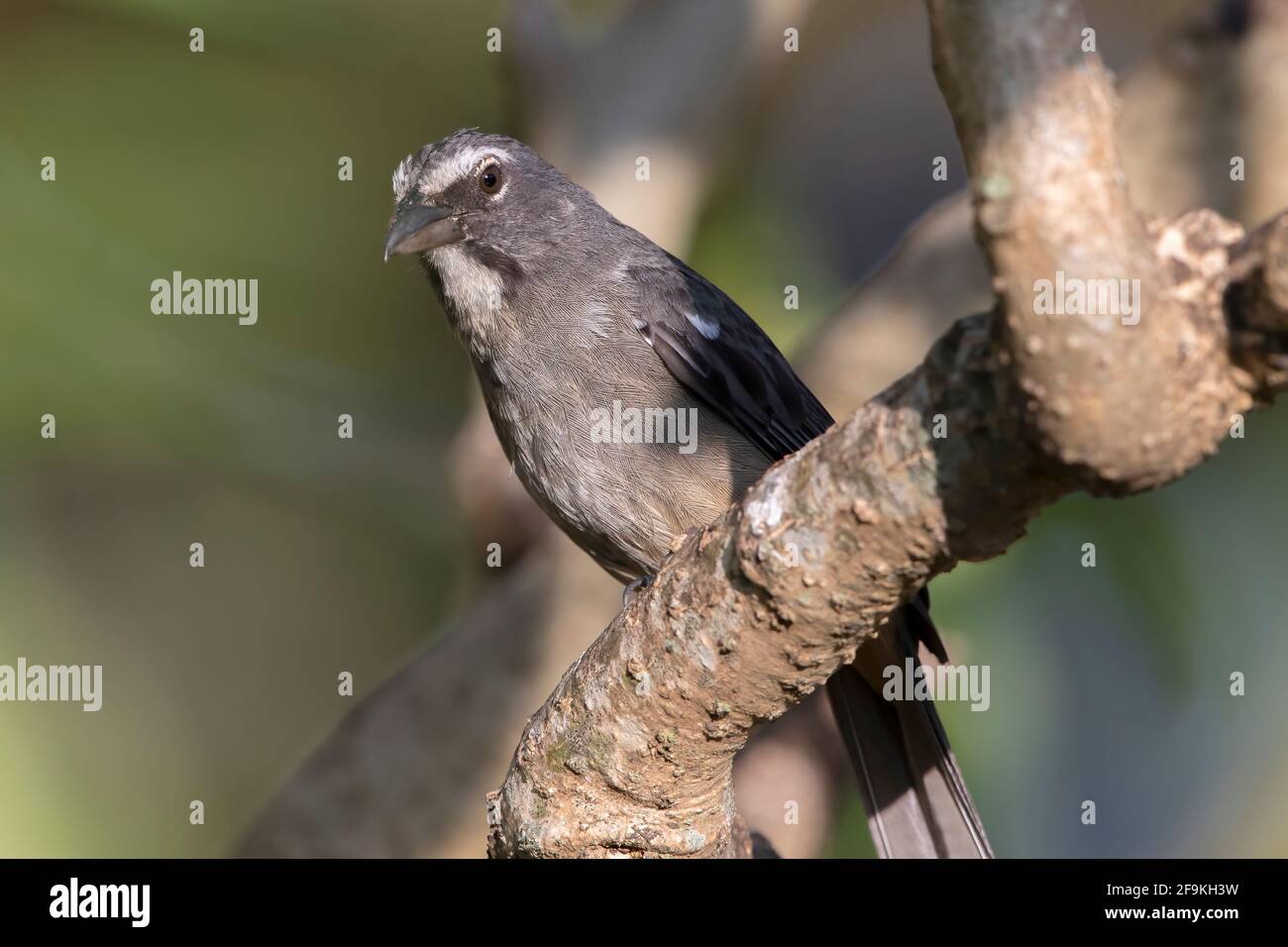greyish saltator, Saltator coerulescens, single adult perched on branch ...