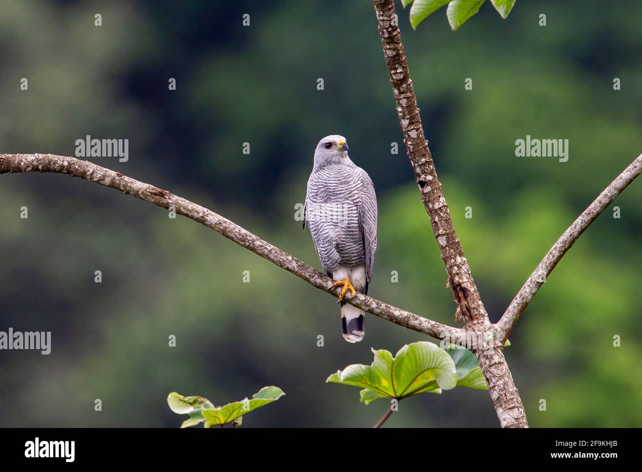 Mammals trinidad hi-res stock photography and images - Alamy