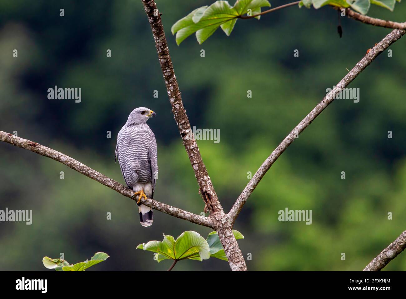 Grey lined hawks hi-res stock photography and images - Alamy