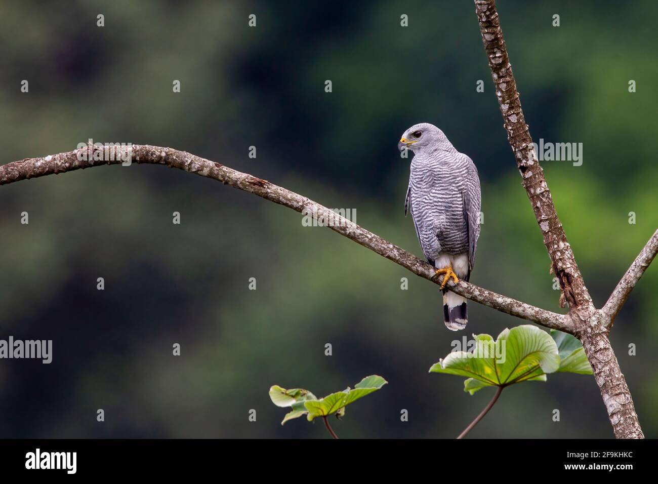 Grey lined hawks hi-res stock photography and images - Alamy