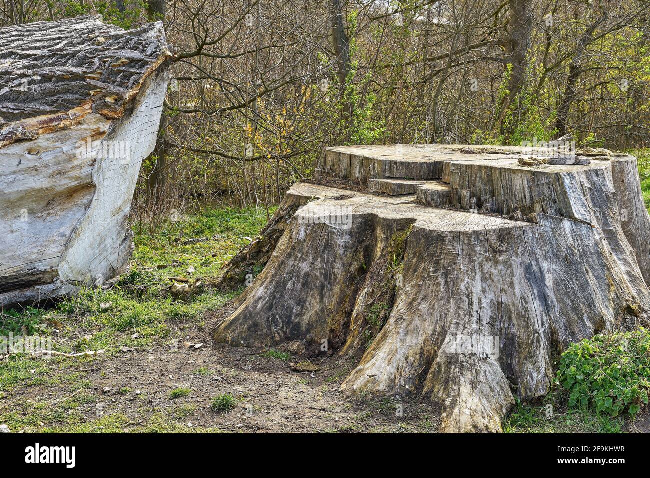 Big poplar hi-res stock photography and images - Alamy