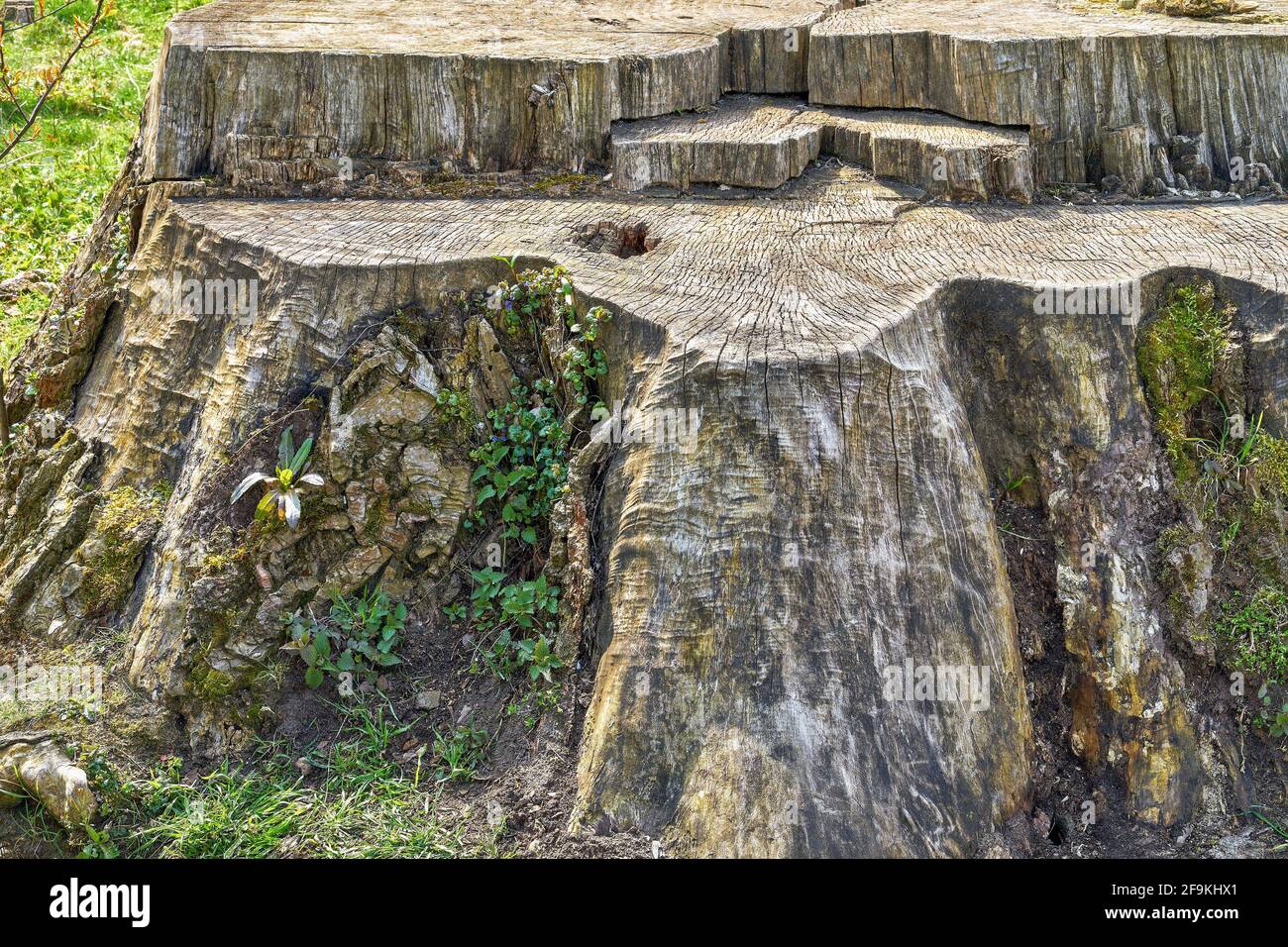 Old poplar tree stump Stock Photo - Alamy
