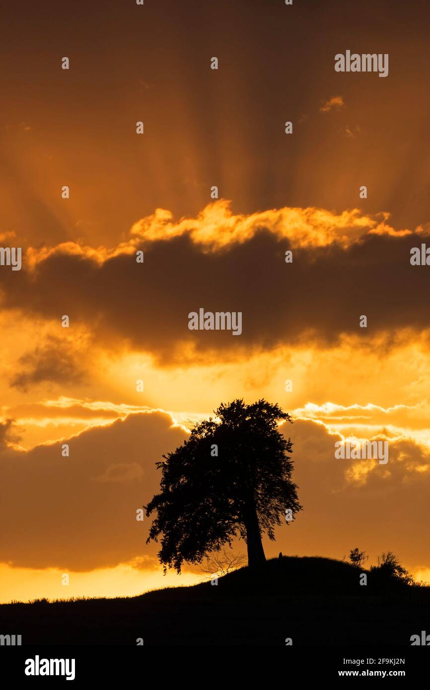 Beech tree silhouette hi-res stock photography and images - Alamy