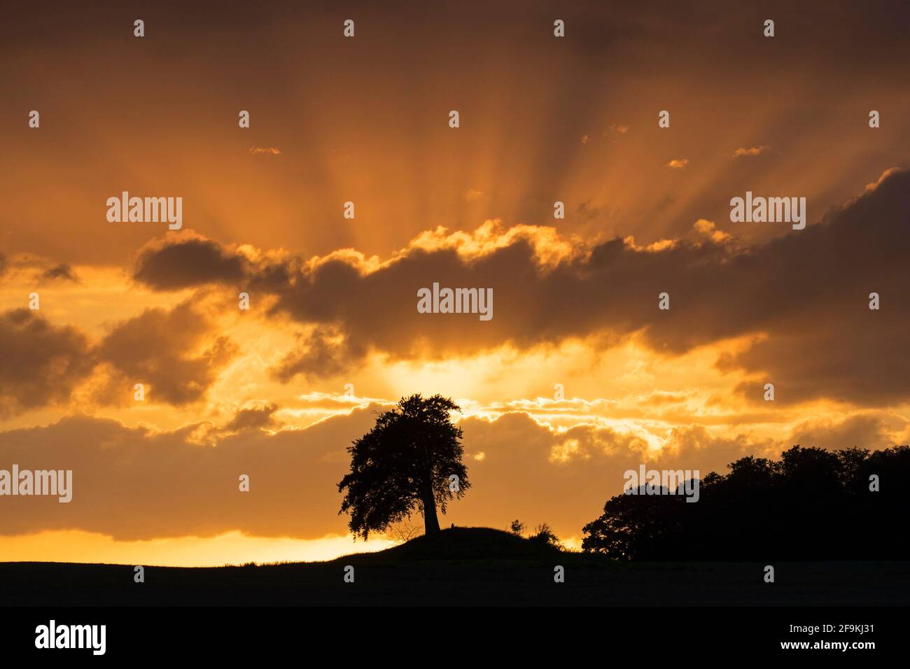 Beech tree silhouette hi-res stock photography and images - Alamy