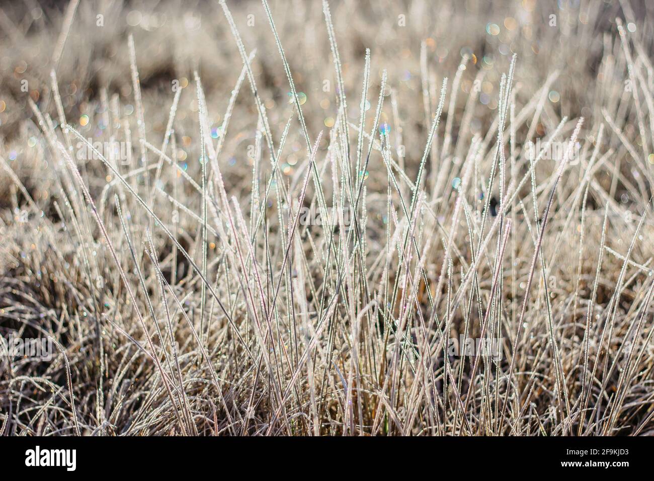 Frozen grass field winter cold temperature hi-res stock photography and ...
