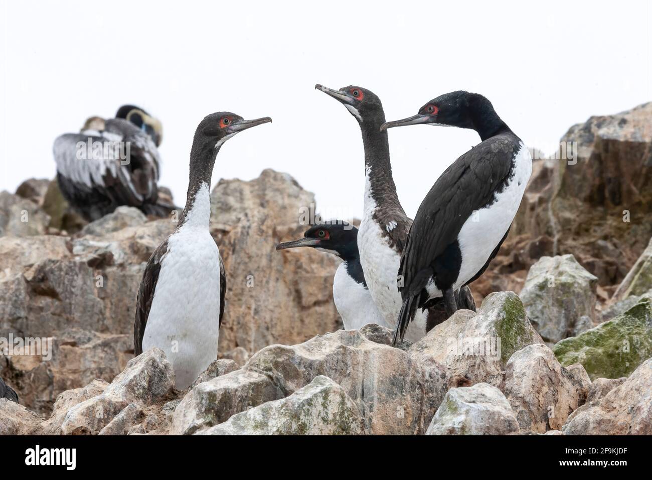 guanay cormorant, Leucocarbo bougainvilliorum, three adults standing on ...