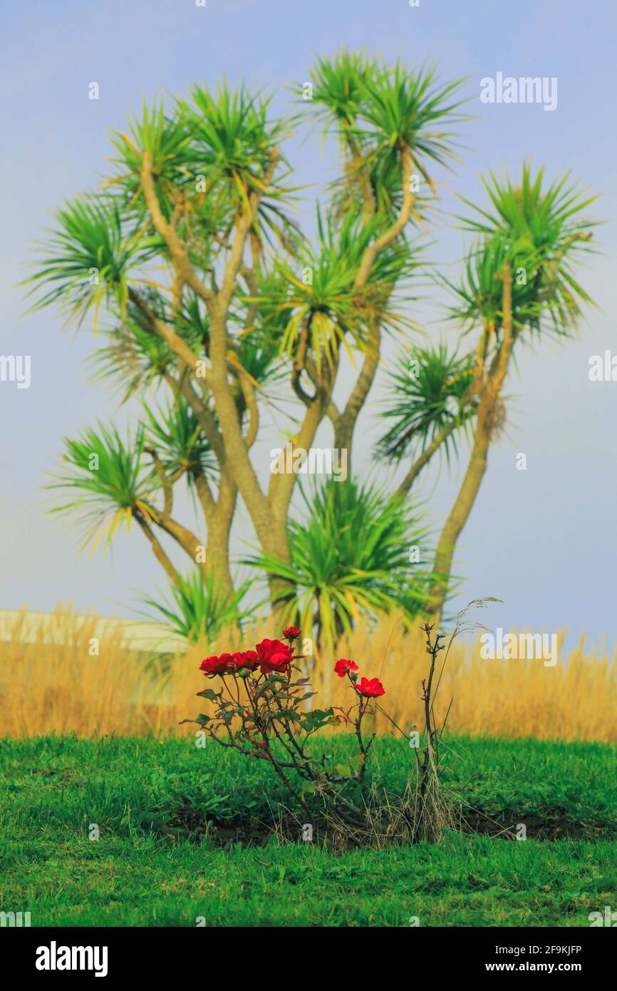 Red palm tree hi-res stock photography and images - Alamy