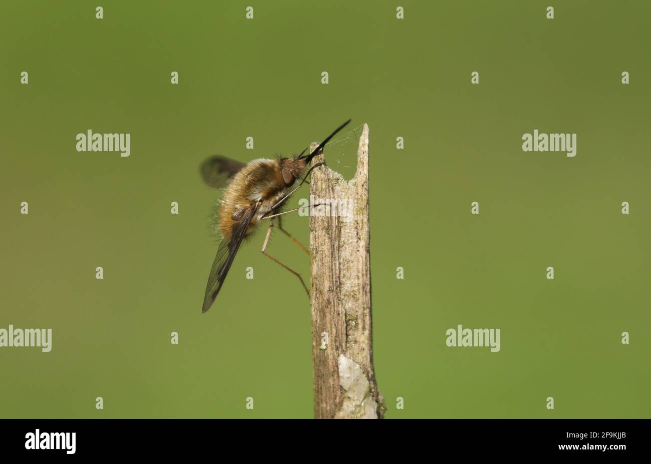 Dark edged bee fly uk hi-res stock photography and images - Alamy