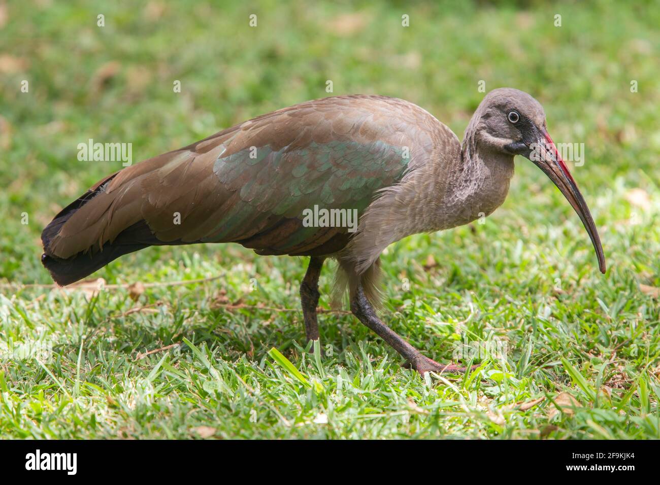 Dragonfly water africa hi-res stock photography and images - Alamy