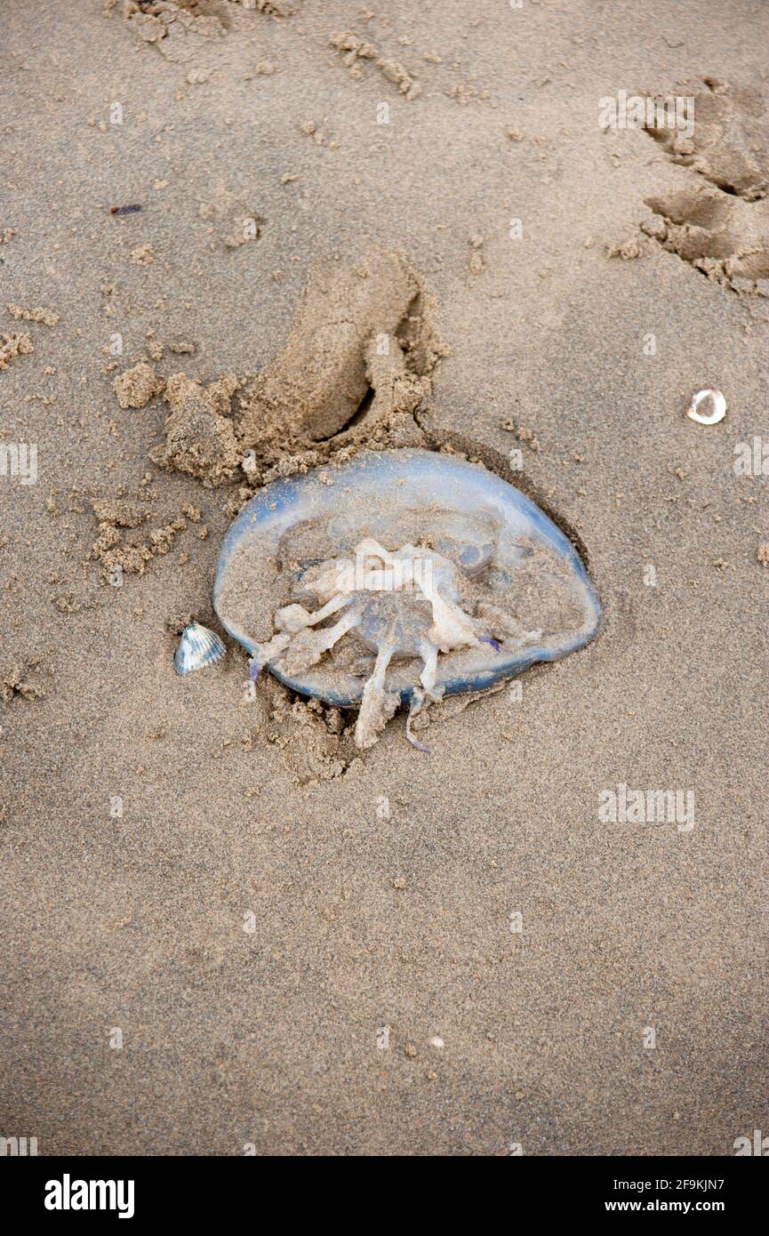 Jellyfish rhizostoma octopus on the water surface hi-res stock ...