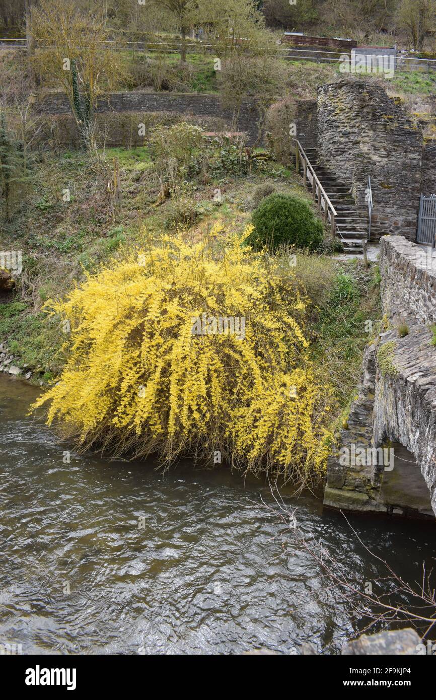 yellow blooming bush over river Elz Stock Photo - Alamy