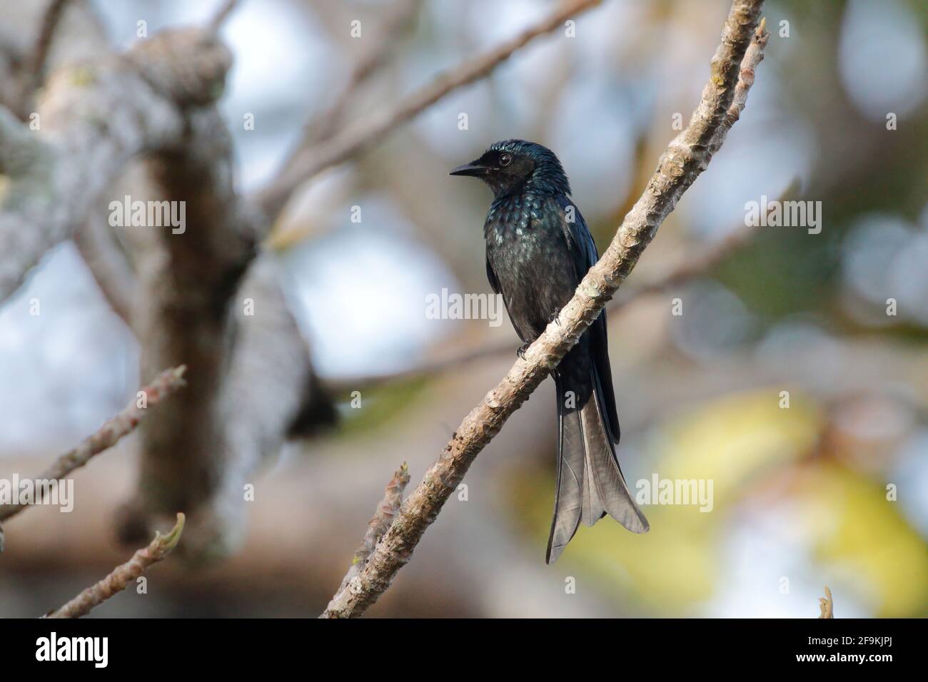 hair-crested drongo, Dicrurus hottentottus, single adult perched on ...