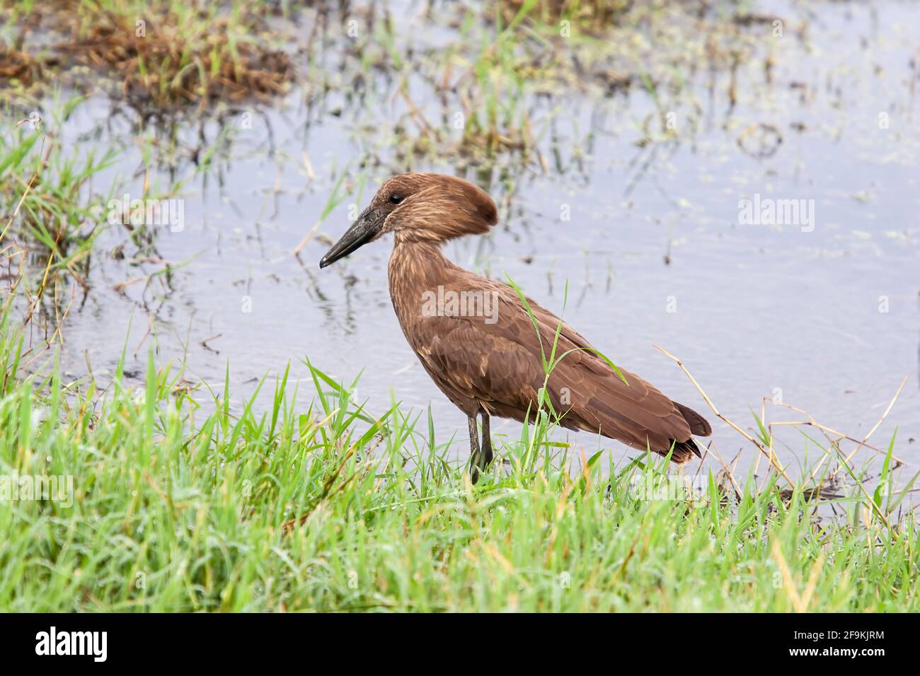 Lightning bird hi-res stock photography and images - Alamy