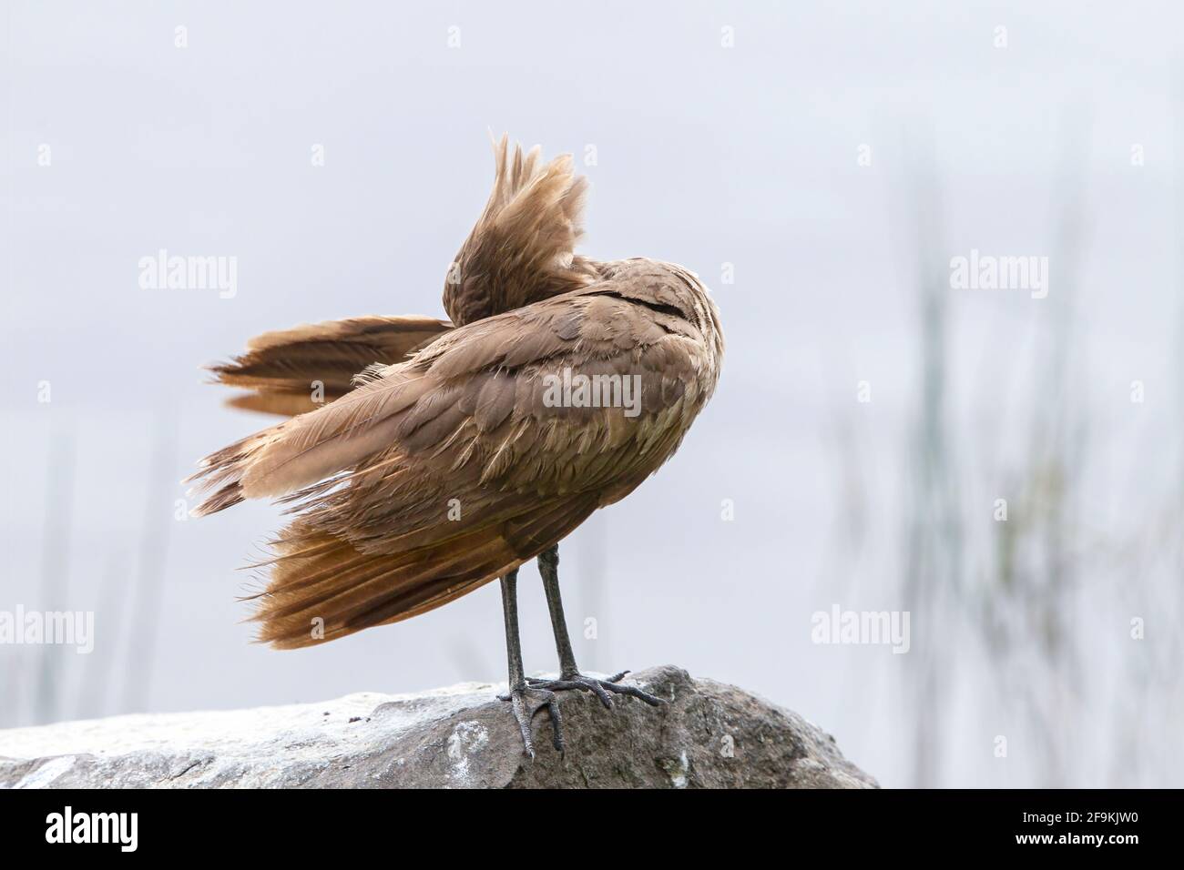 Lightning bird hi-res stock photography and images - Alamy