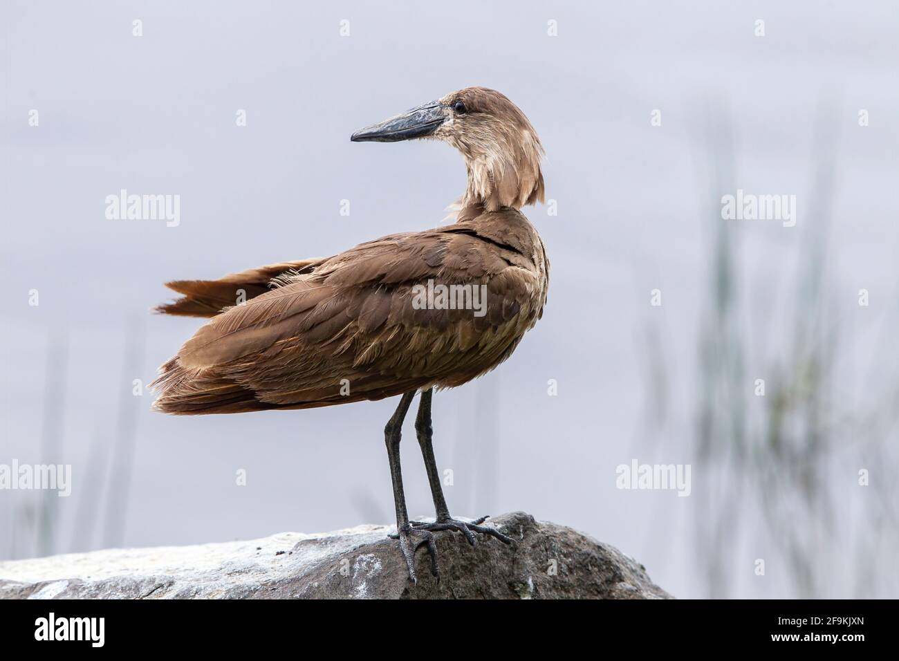 Lightning Bird High Resolution Stock Photography and Images - Alamy